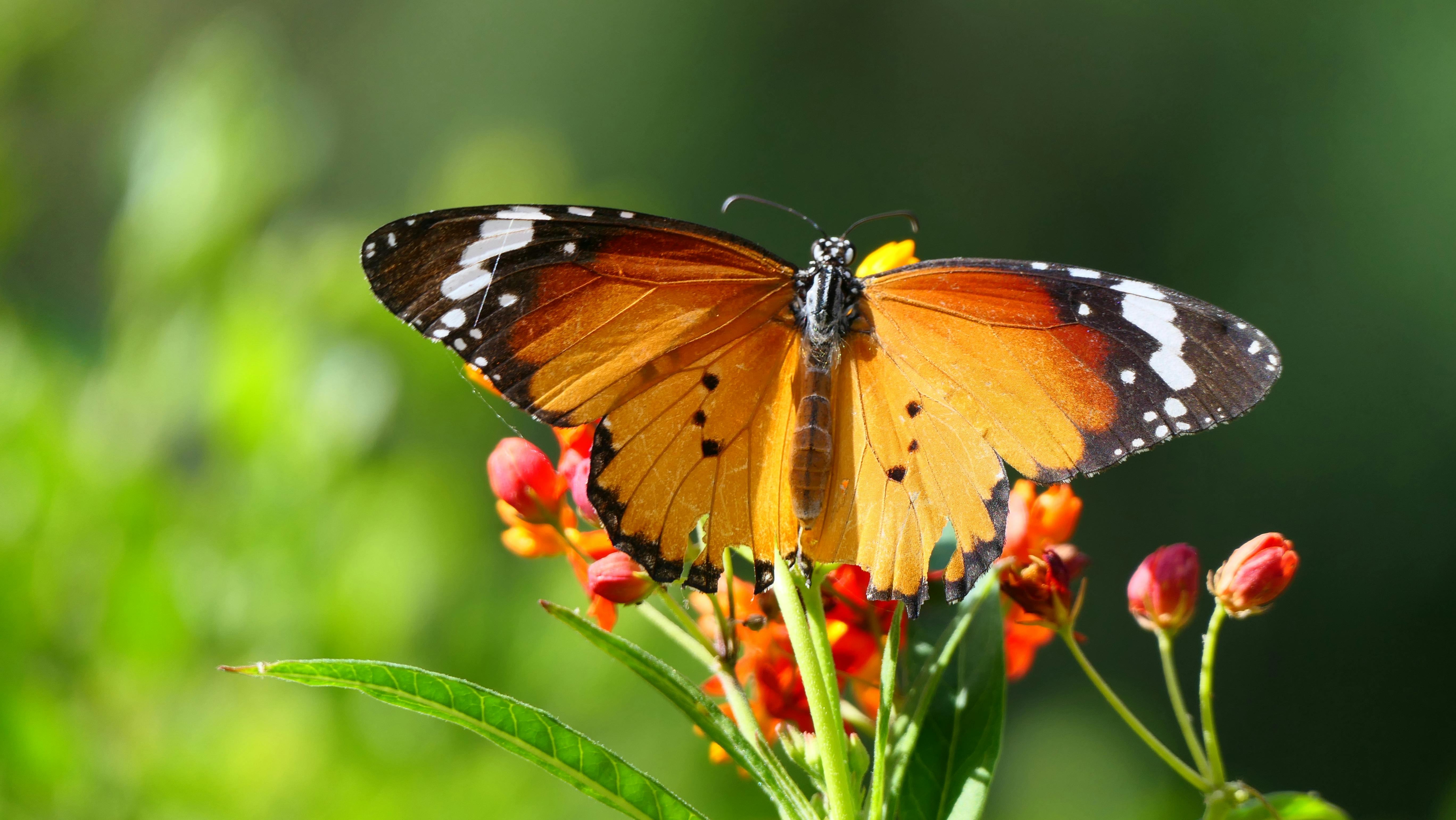 Borboleta Monarca Vívida Em Flor Colorida · Foto profissional gratuita