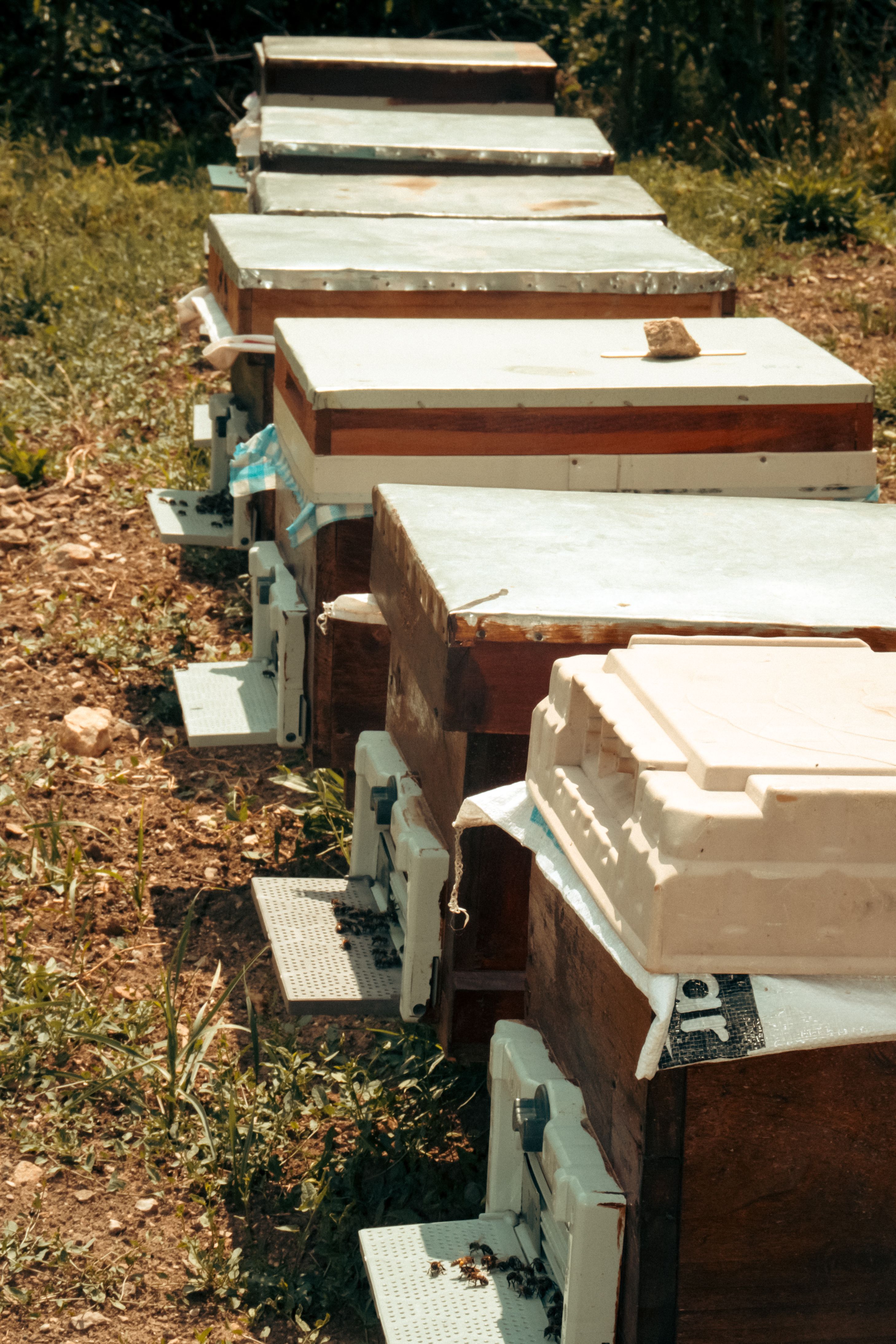 Beehives Standing among Flowers · Free Stock Photo