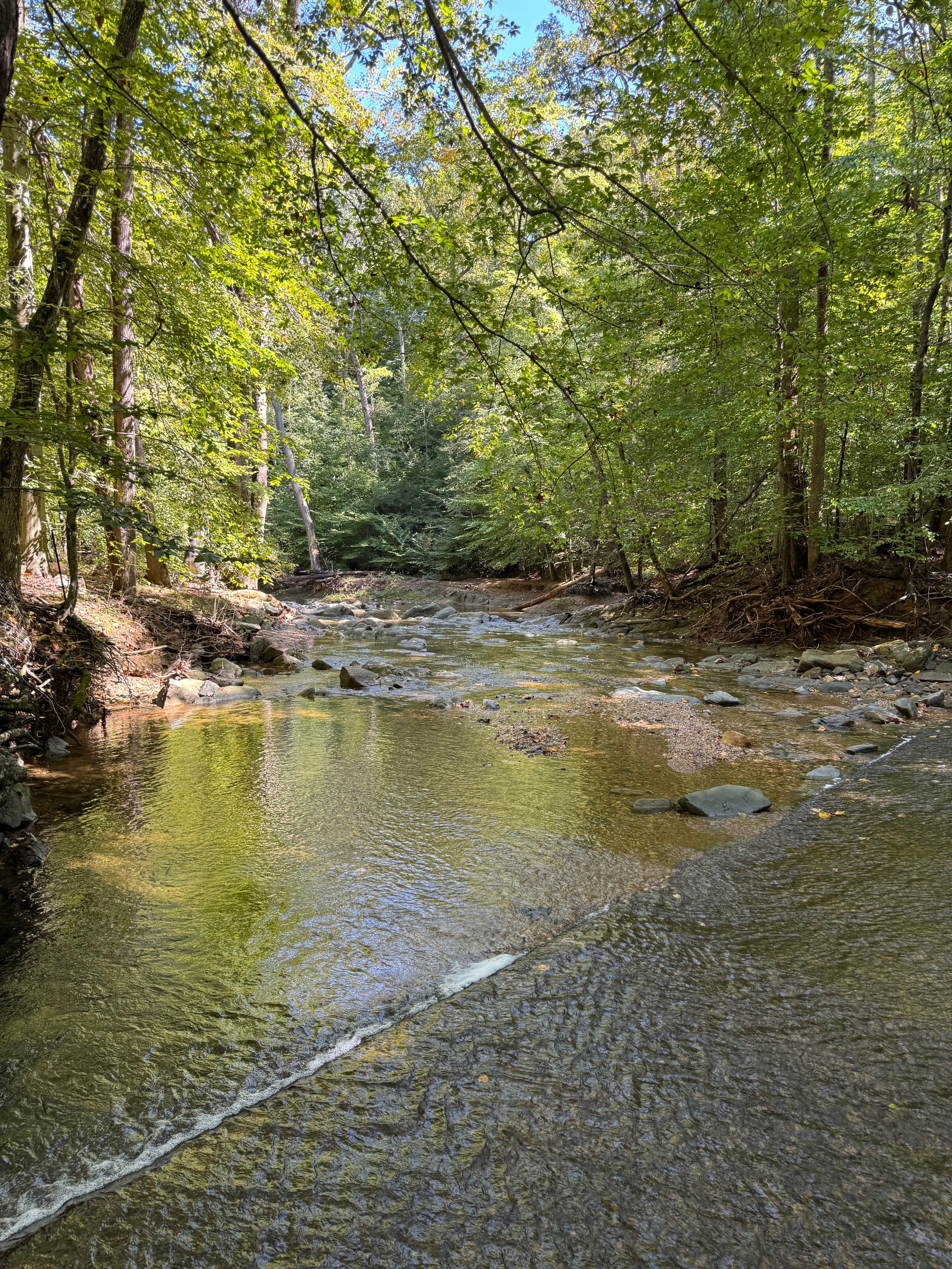 Serene Forest Stream in Great Falls Park · Free Stock Photo
