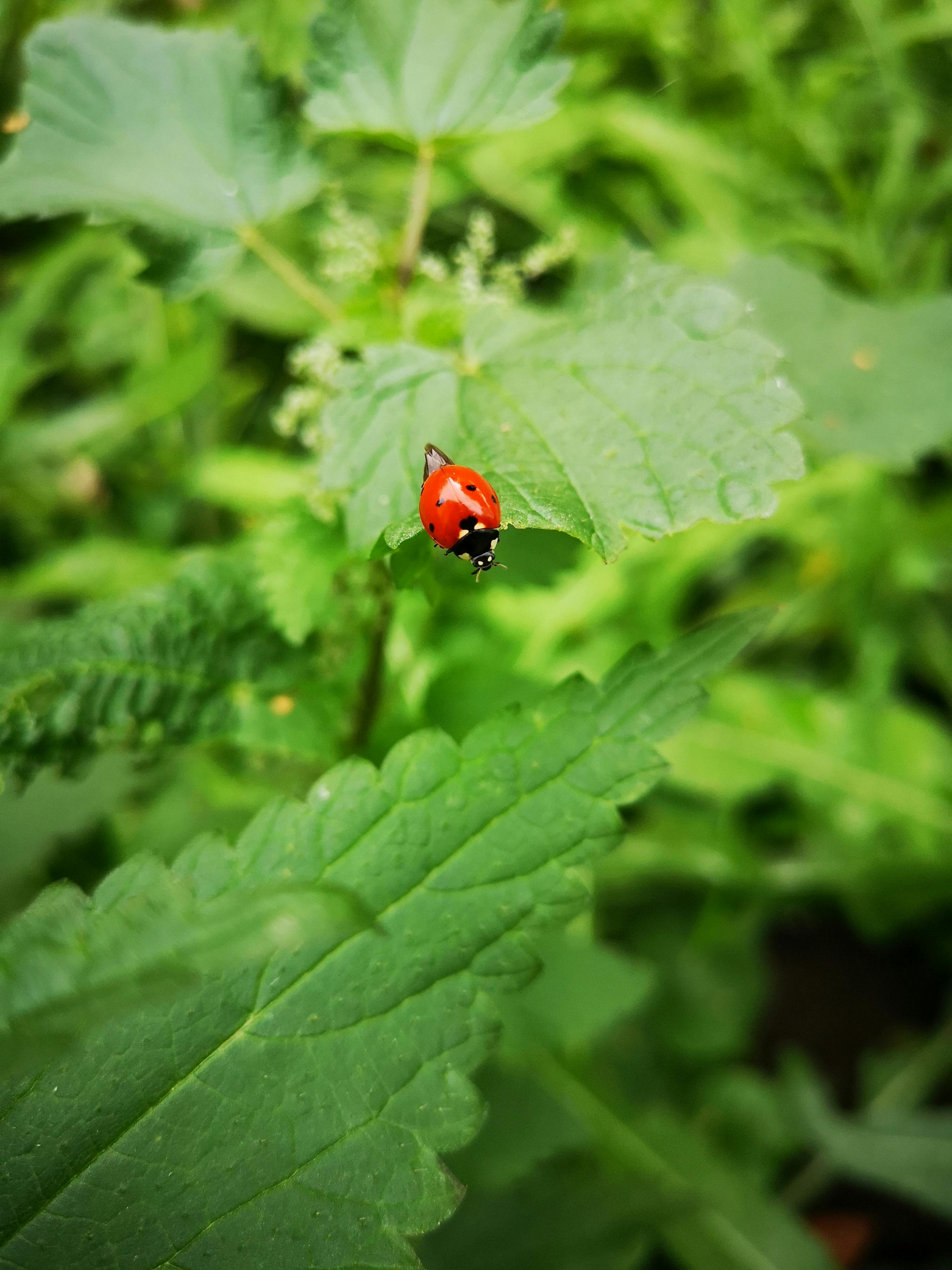 Close Up Ladybug Photos, Download The BEST Free Close Up Ladybug Stock ...