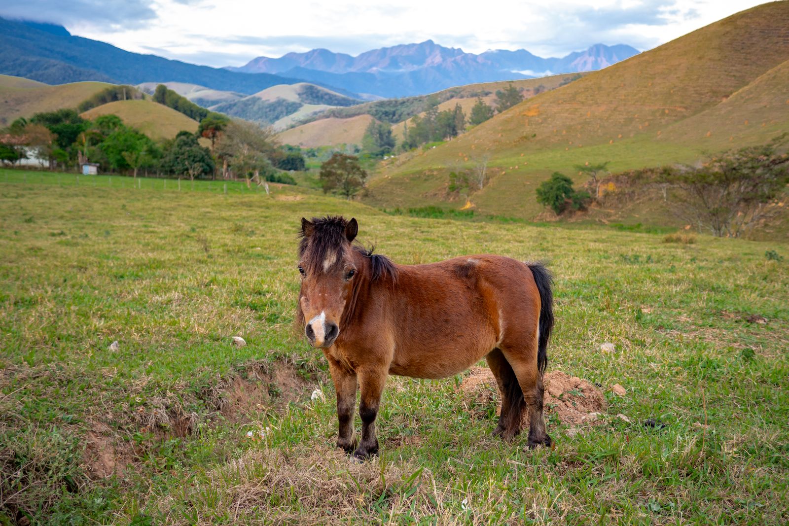 Pony Photos, Download The BEST Free Pony Stock Photos & HD Images
