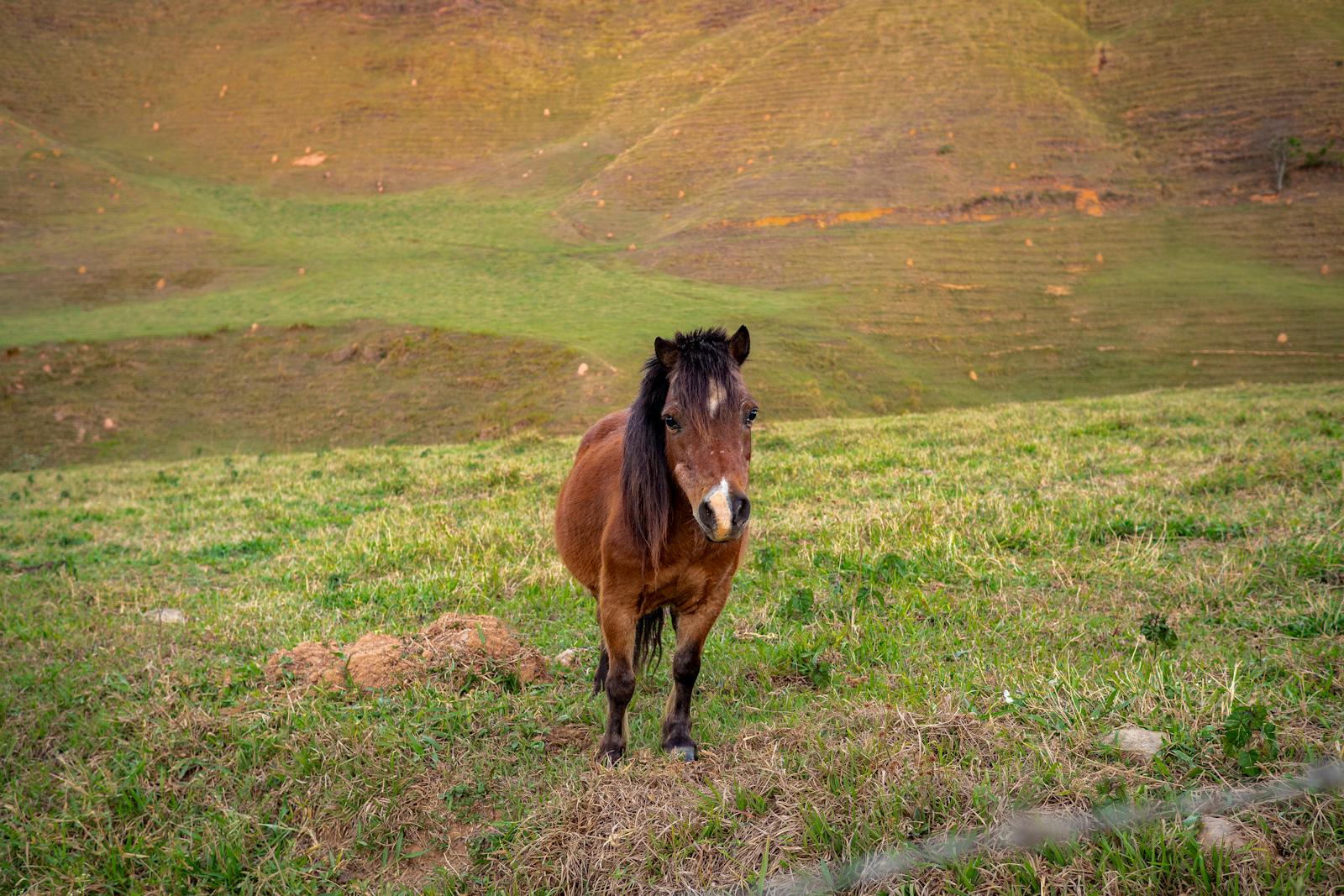 Free Animal Photos, Download The BEST Free Free Animal Stock Photos ...