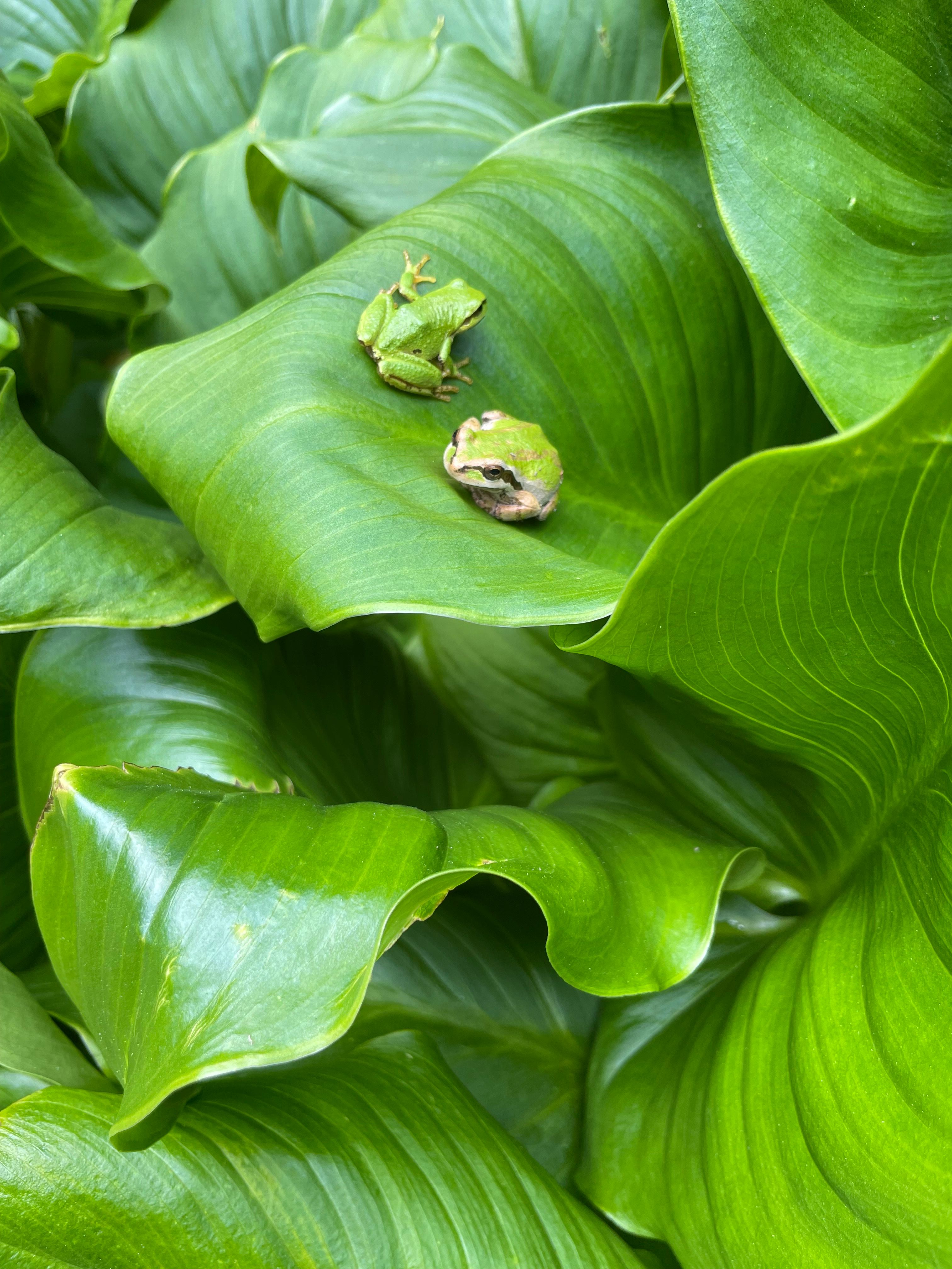 Two Pacific Tree Frogs Resting on Green Leaf · Free Stock Photo