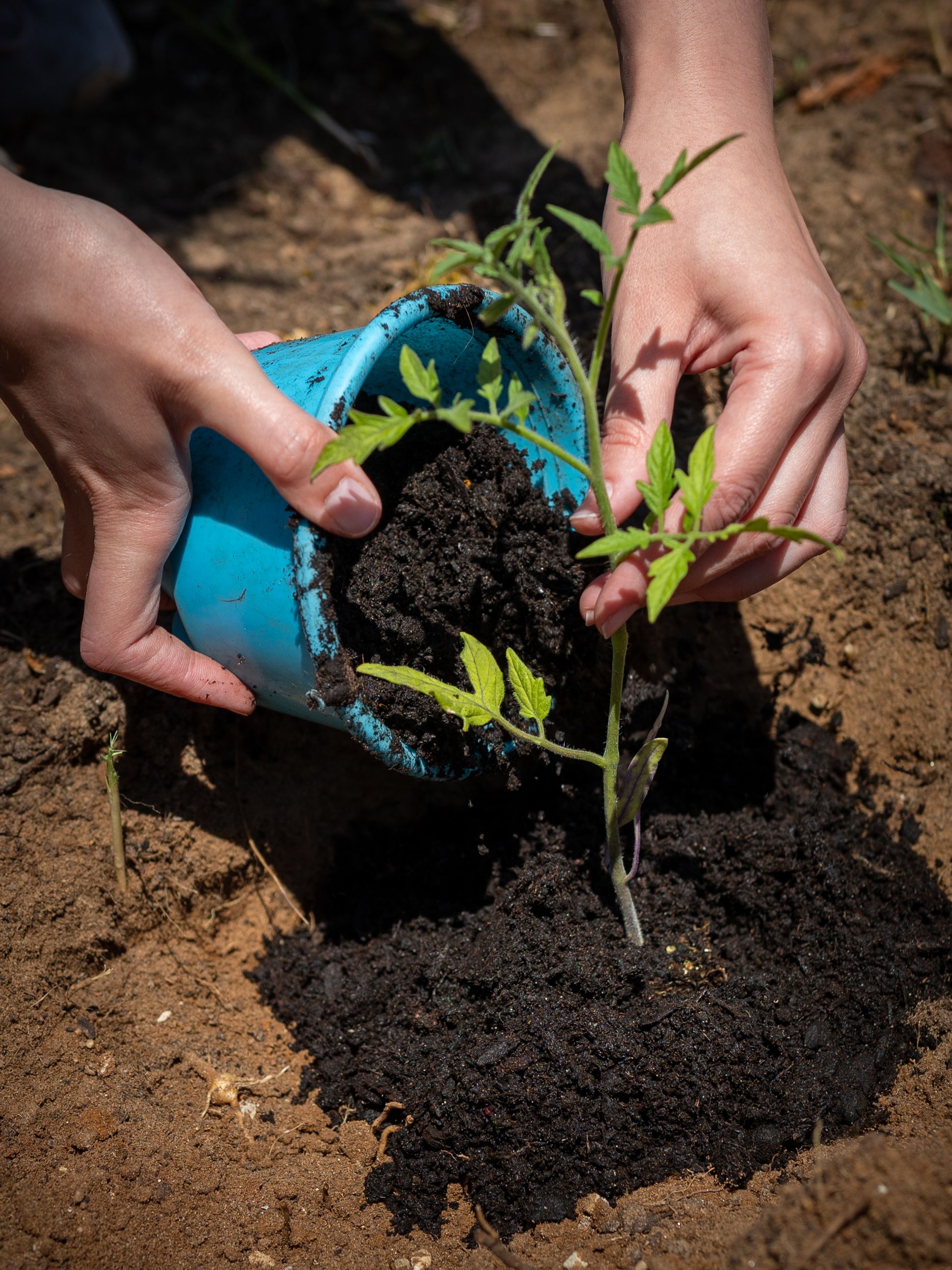 Hands Planting Tomato Seedling in Garden Soil · Free Stock Photo