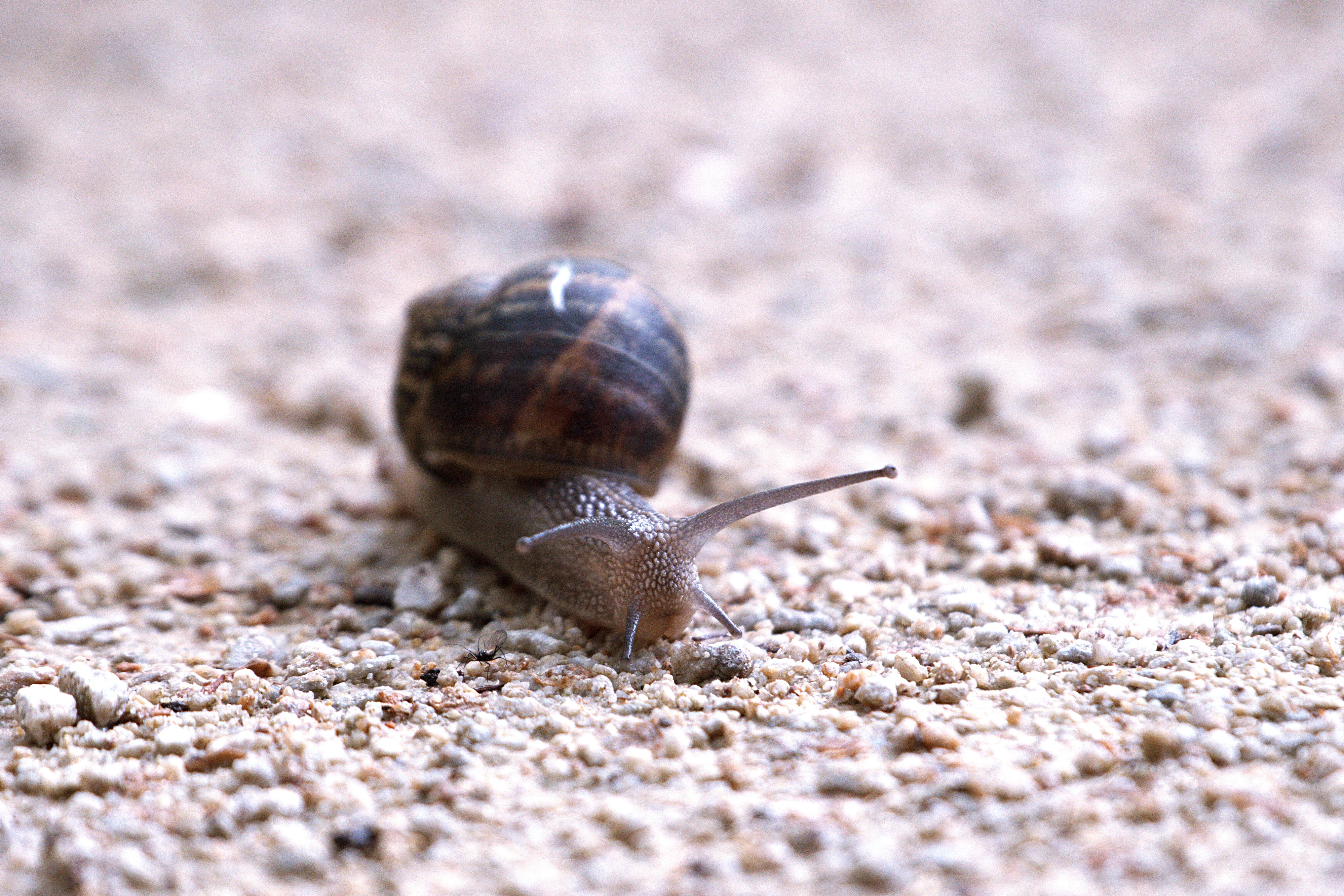 Close-up of a Snail Crawling on Gravel Path · Free Stock Photo