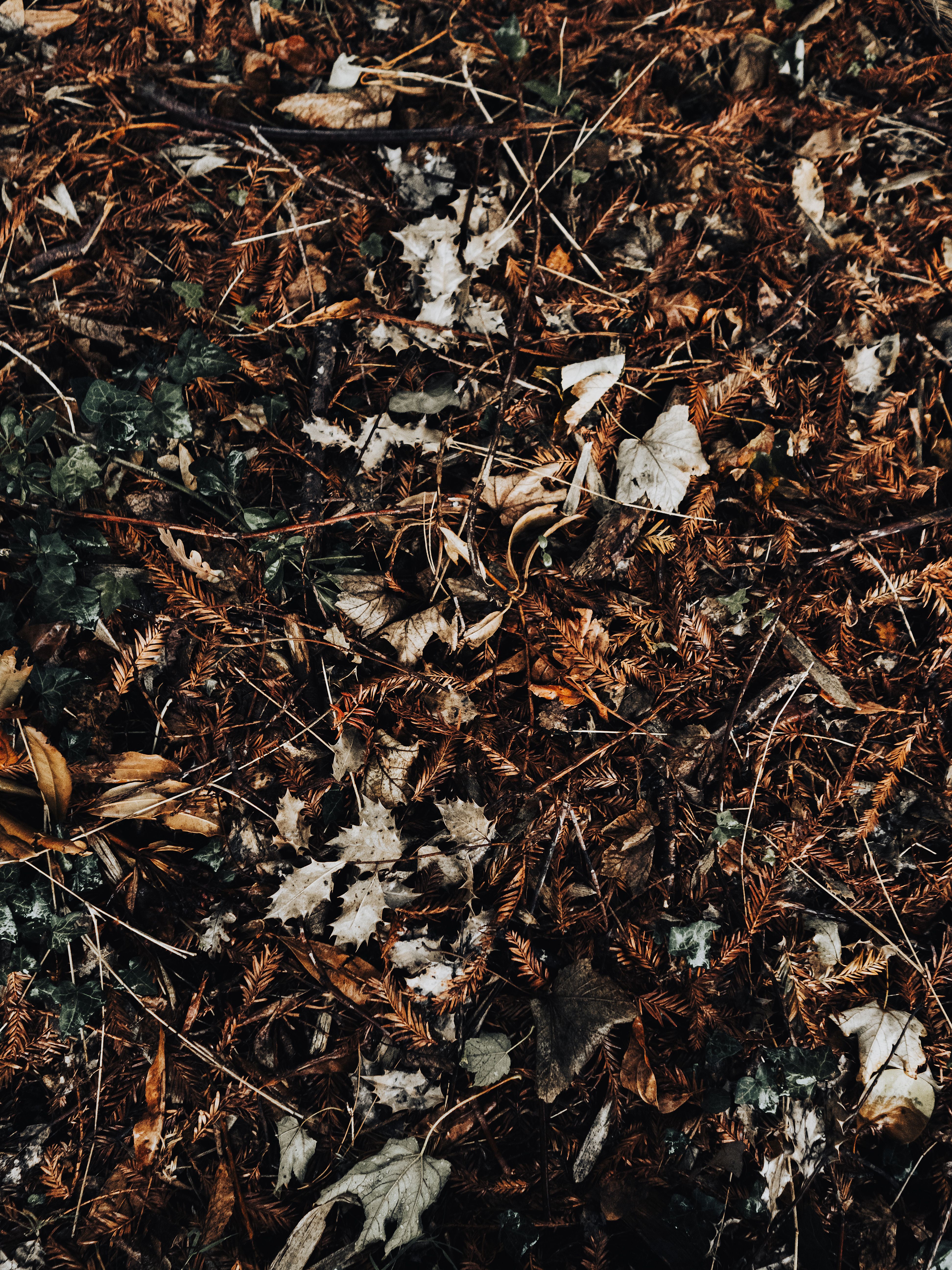 Autumn Forest Floor with Fallen Leaves and Foliage · Free Stock Photo