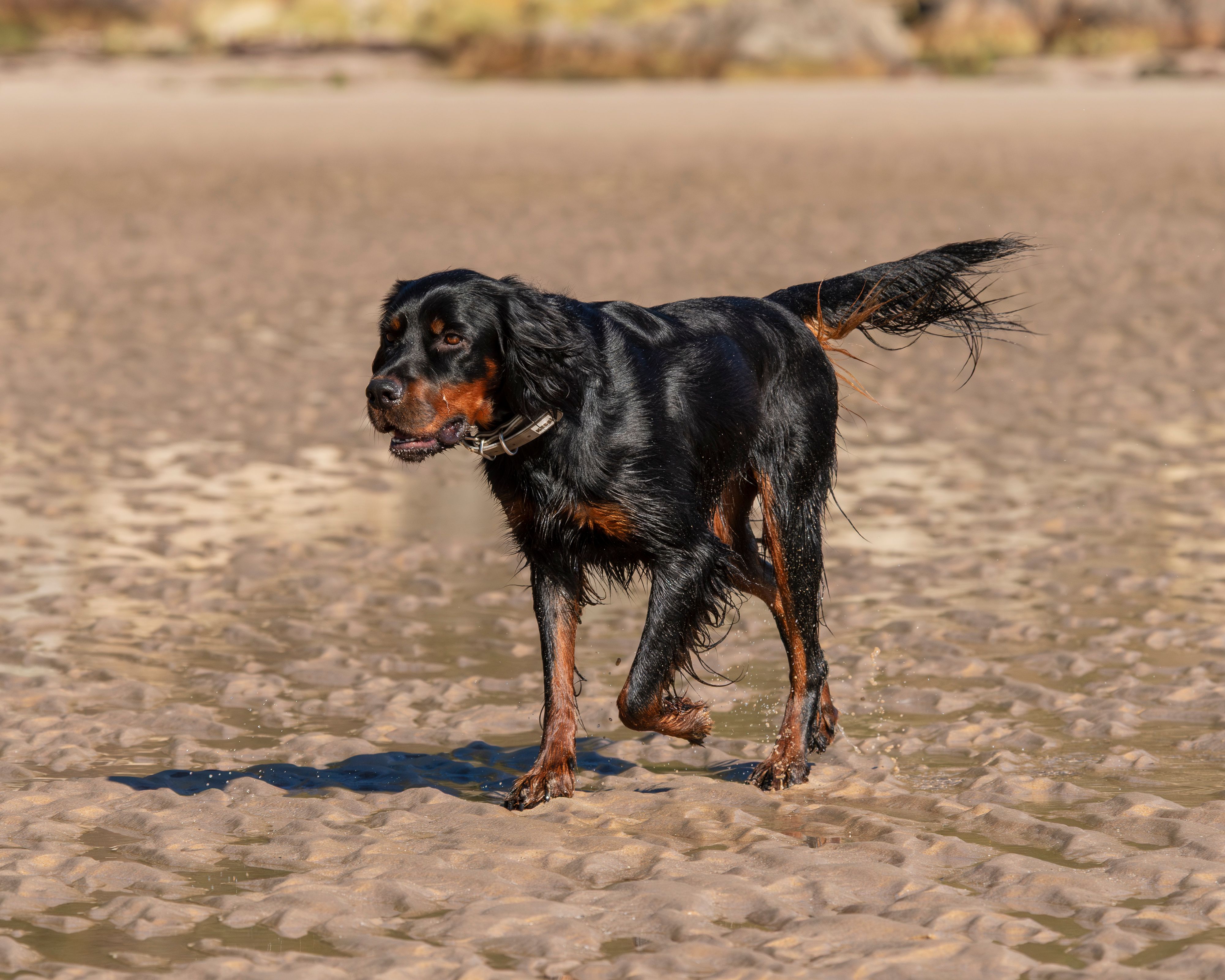 Gordon Setter Dog Strolling On Sandy Beach · Free Stock Photo