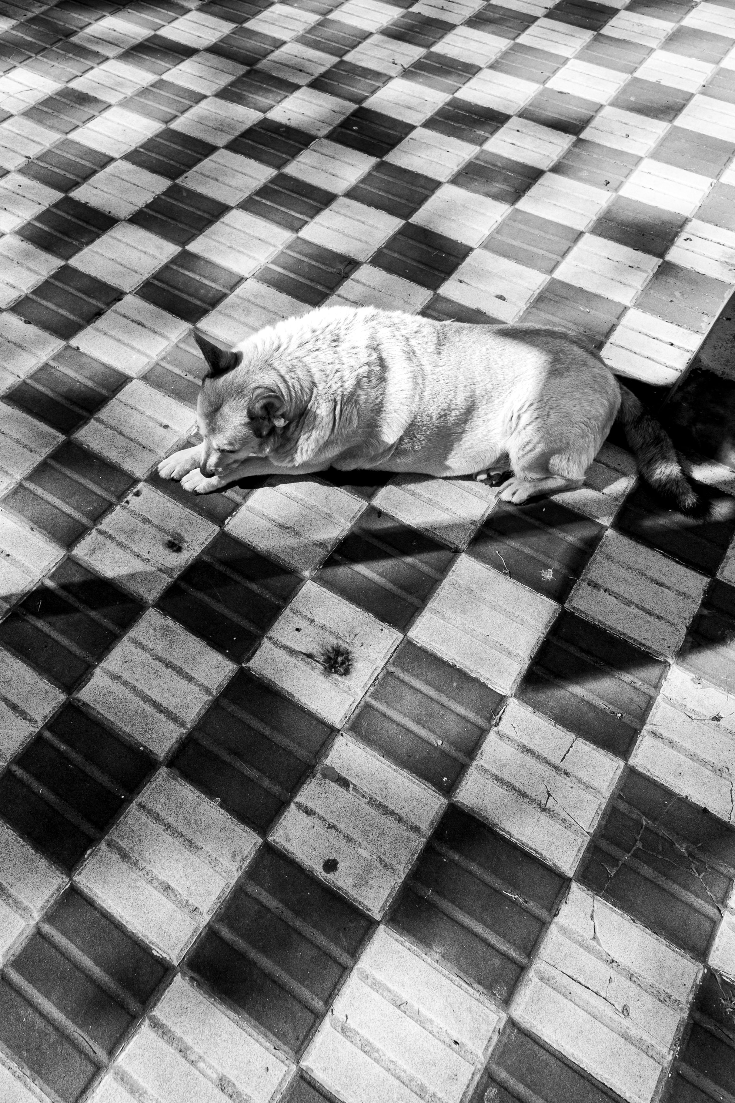 Black and White Dog on Checkered Tiles · Free Stock Photo