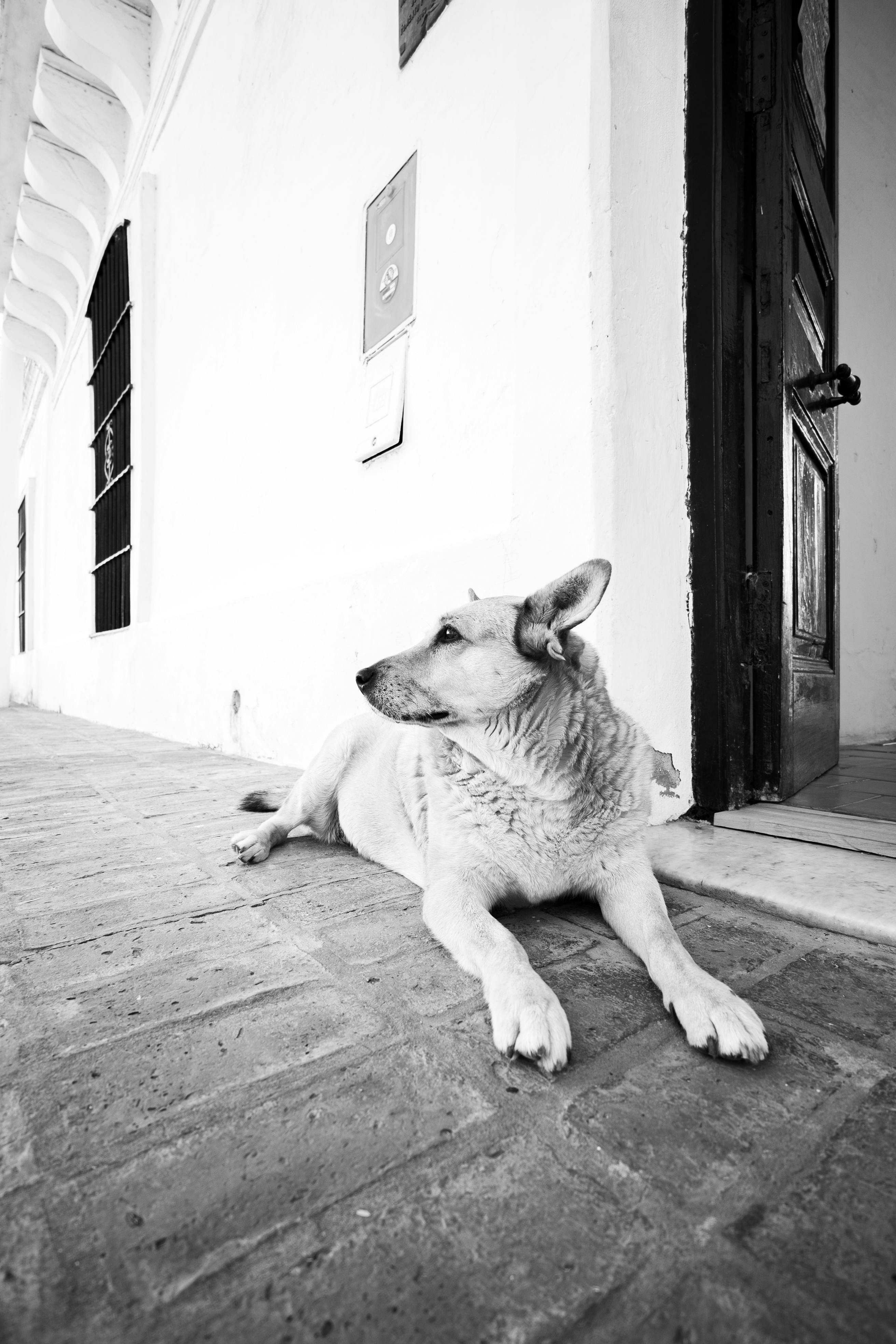 Dog Pics Photos, Download The BEST Free Dog Pics Stock Photos & HD Images