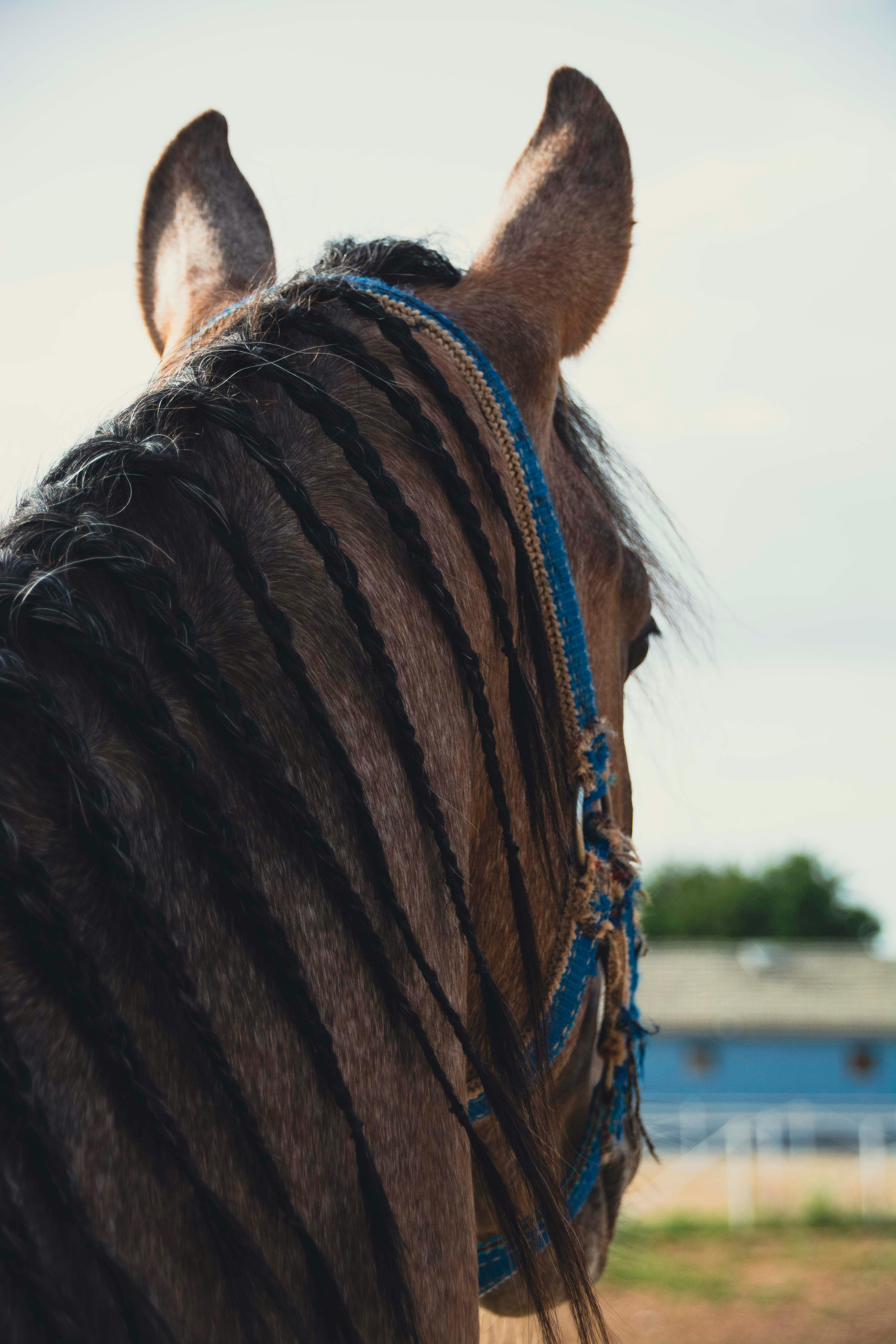 Ebony+Backshot Photos, Download The BEST Free Ebony+Backshot Stock ...