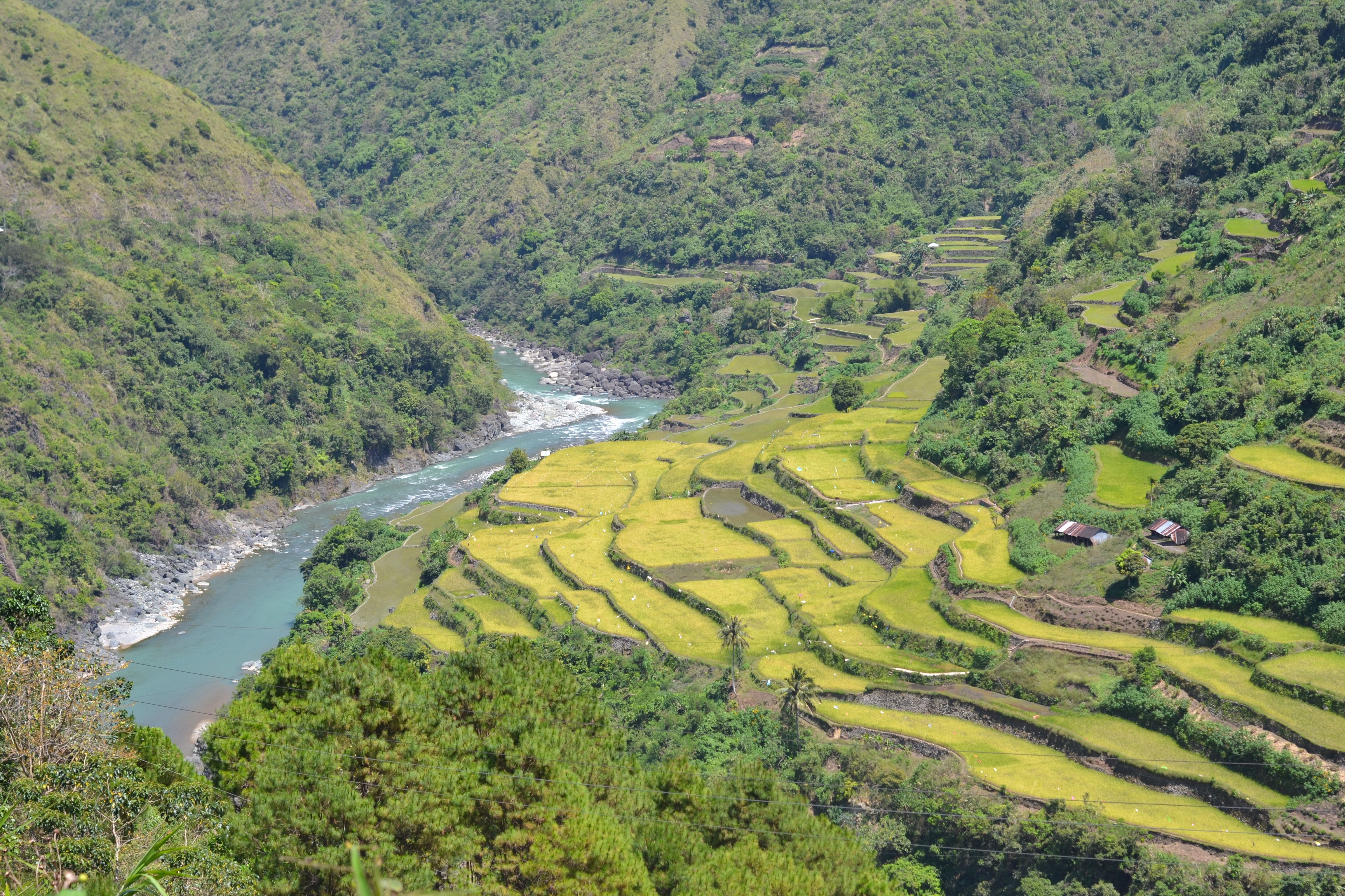 Terrace Farming Photos, Download The BEST Free Terrace Farming Stock ...