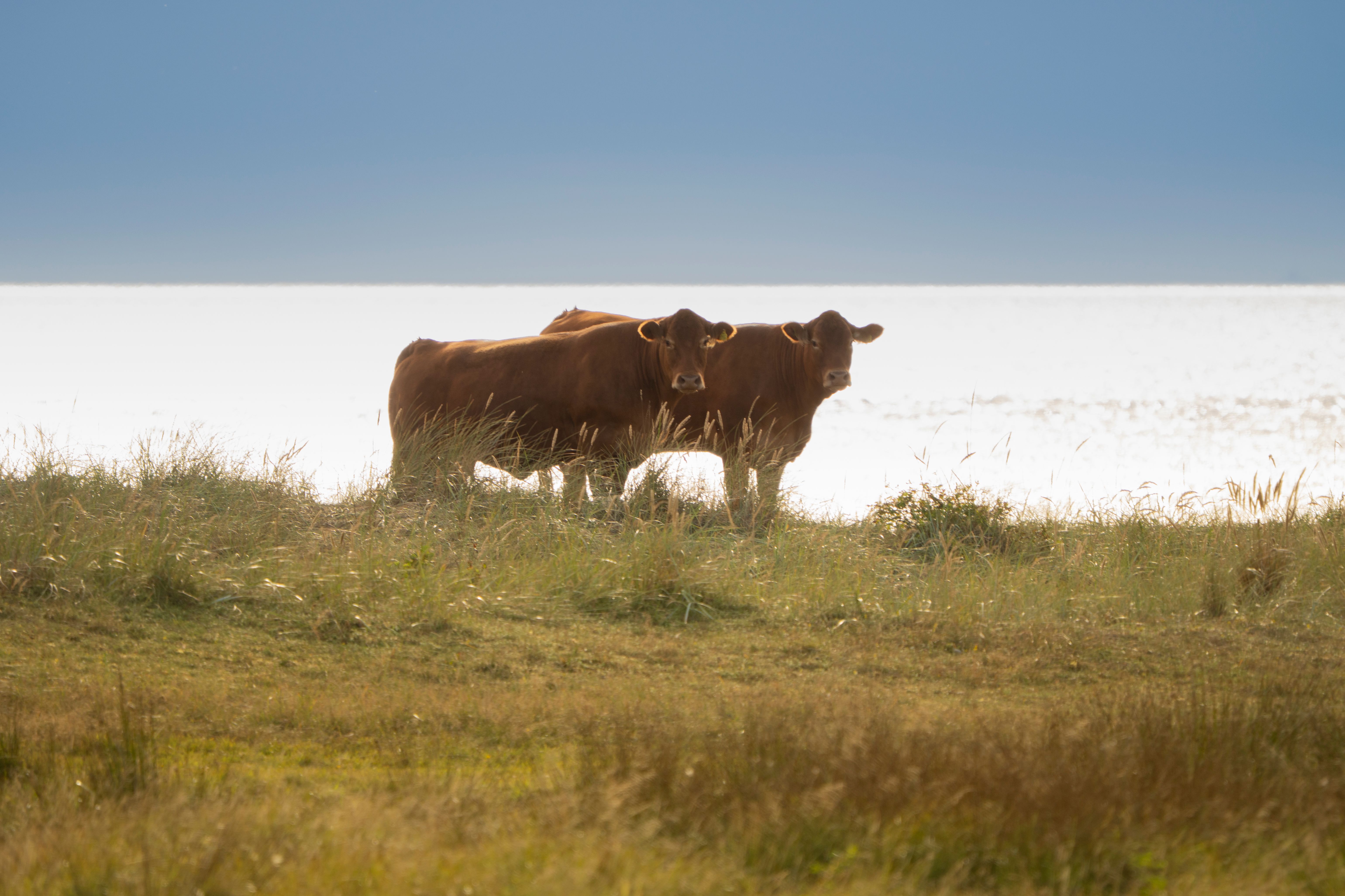 Somali Cow Photos, Download The BEST Free Somali Cow Stock Photos & HD ...