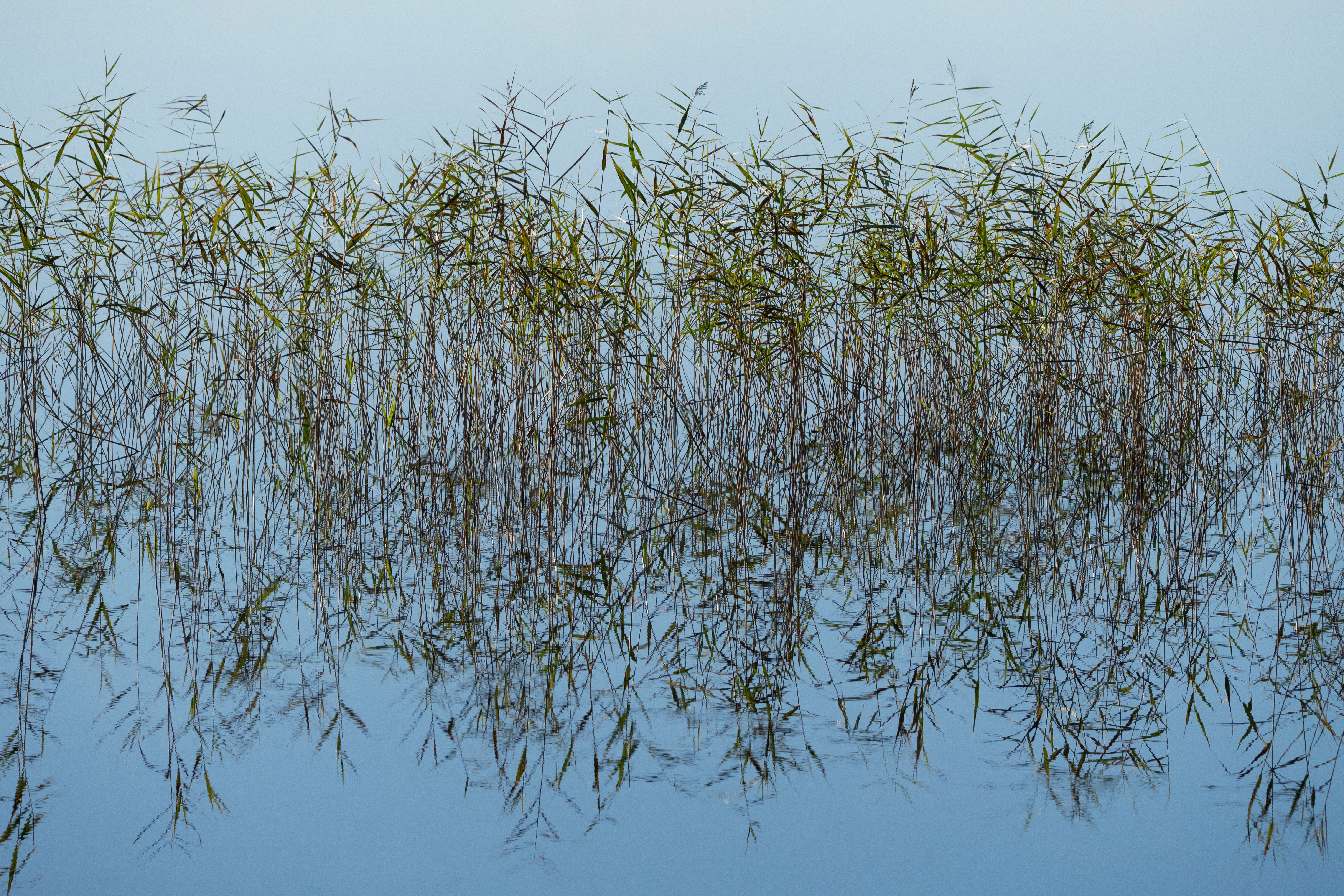 Serene Reflection of Water Reeds in Calm Lake · Free Stock Photo
