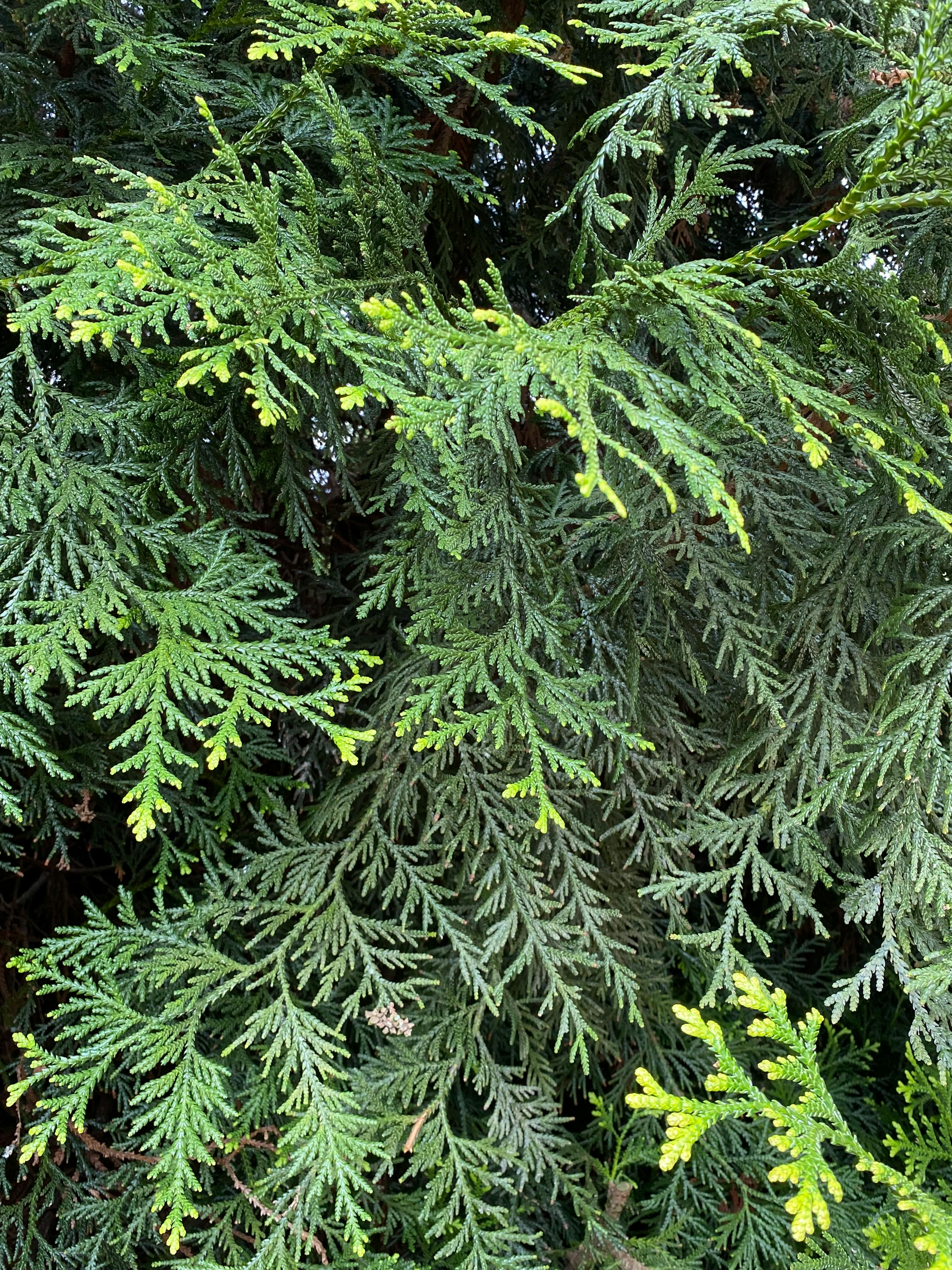 Cedar Tree Photos, Download The BEST Free Cedar Tree Stock Photos & HD ...