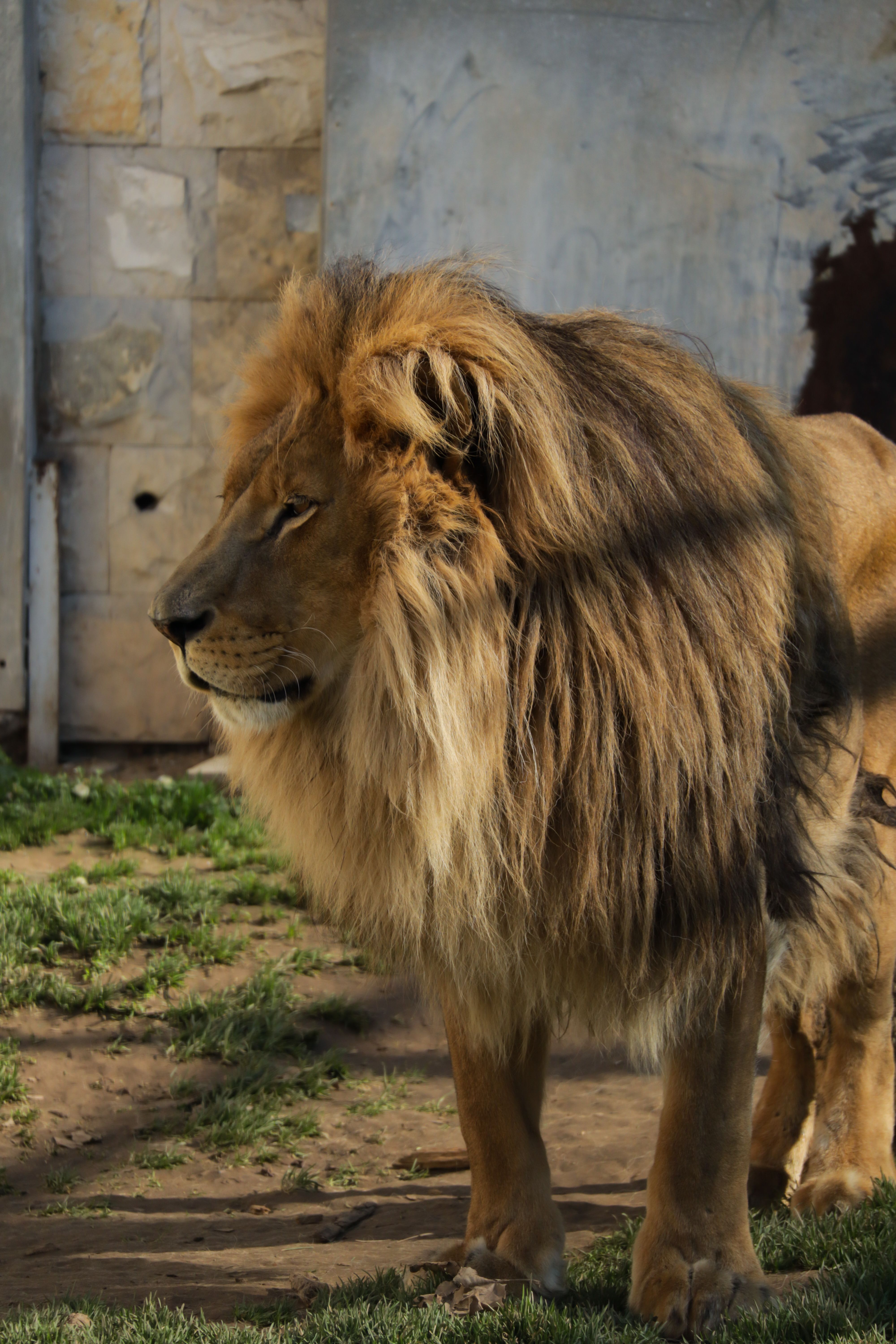 León Majestuoso De Pie En Un Recinto Iluminado Por El Sol · Foto de ...