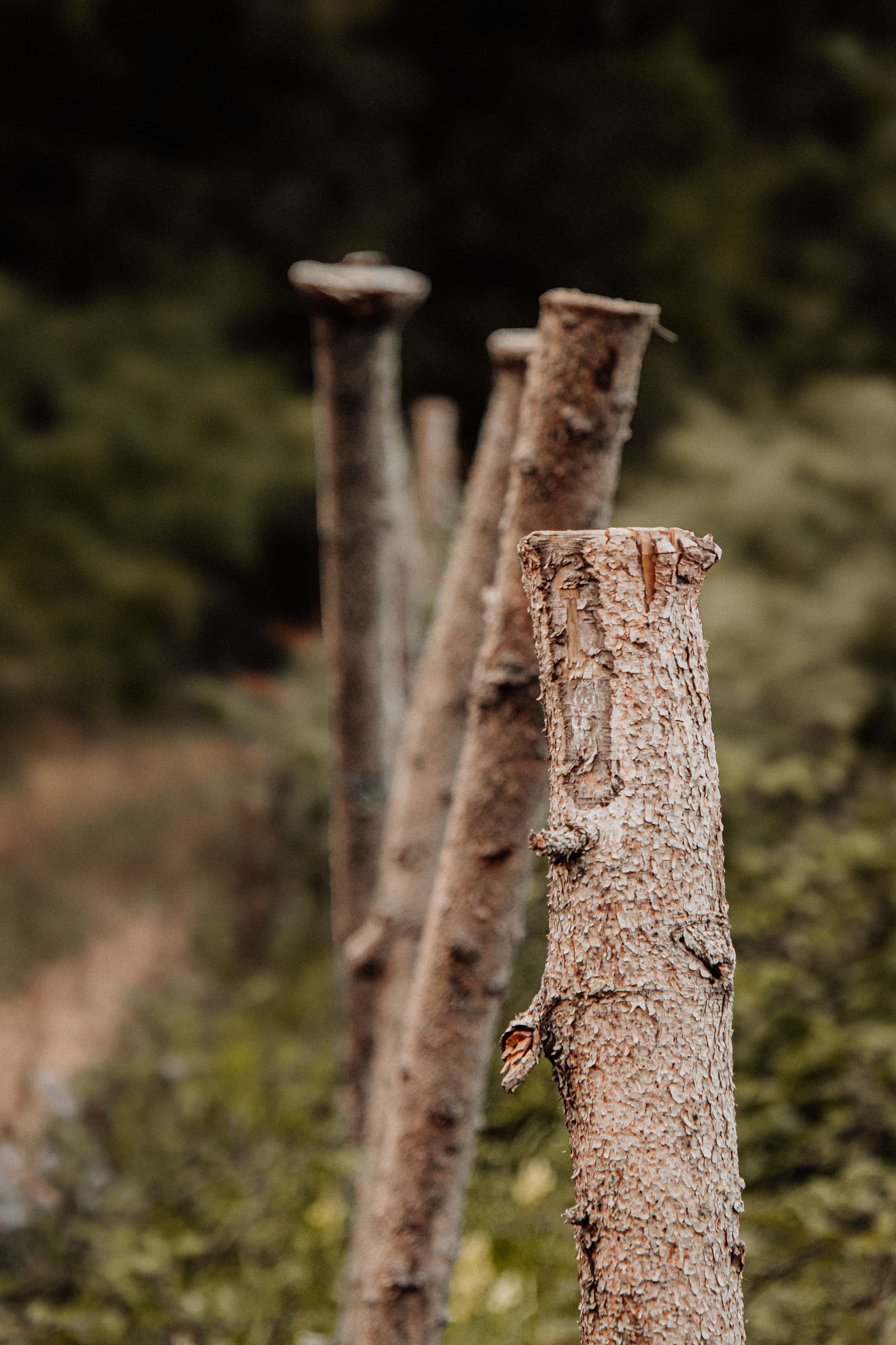 Rustic Tree Stumps in Forest Path, Čajniče · Free Stock Photo