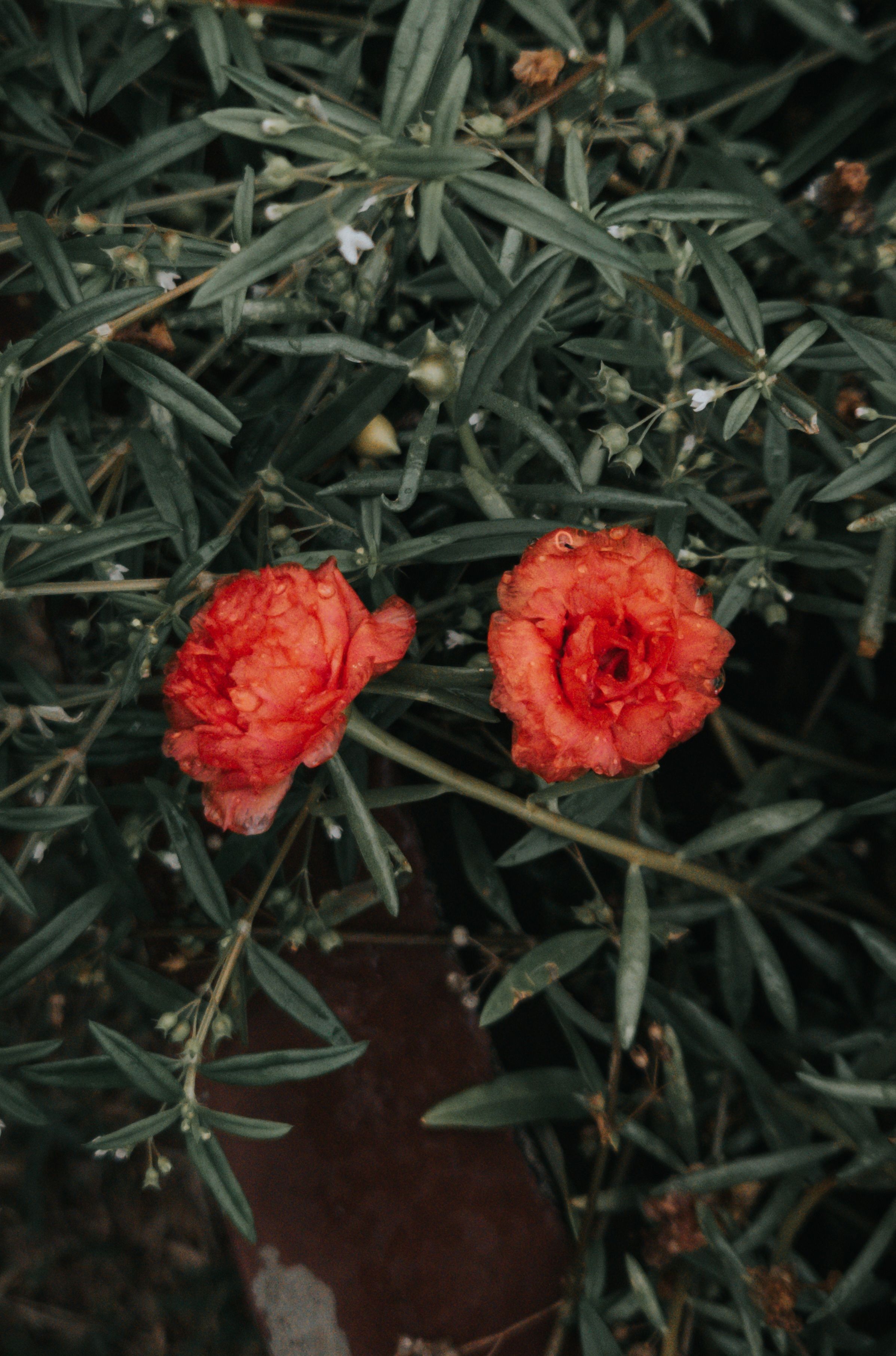 Flower Bukey Photos, Download The BEST Free Flower Bukey Stock Photos ...