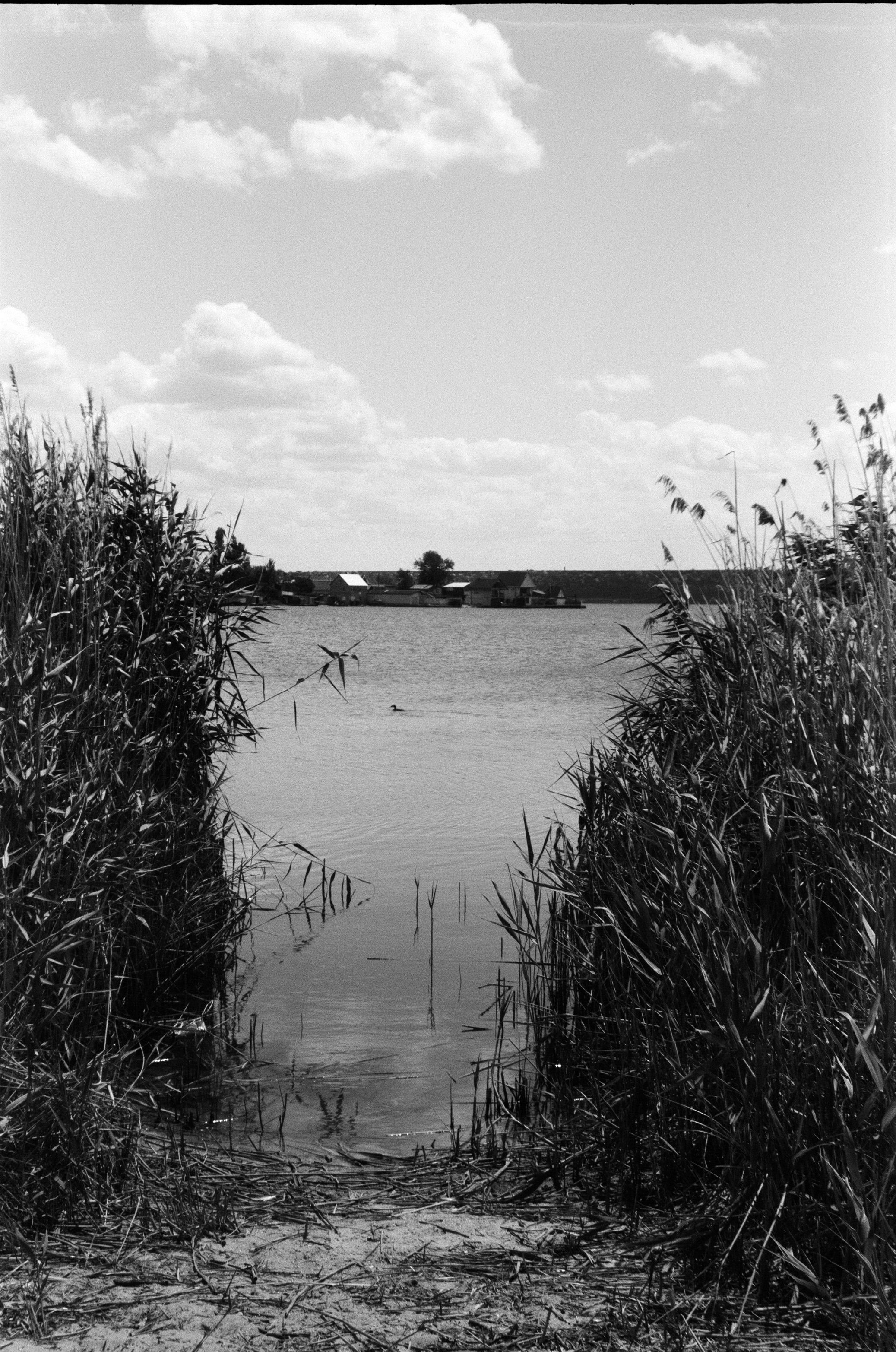 Black and White Lakeside Reed Pathway · Free Stock Photo