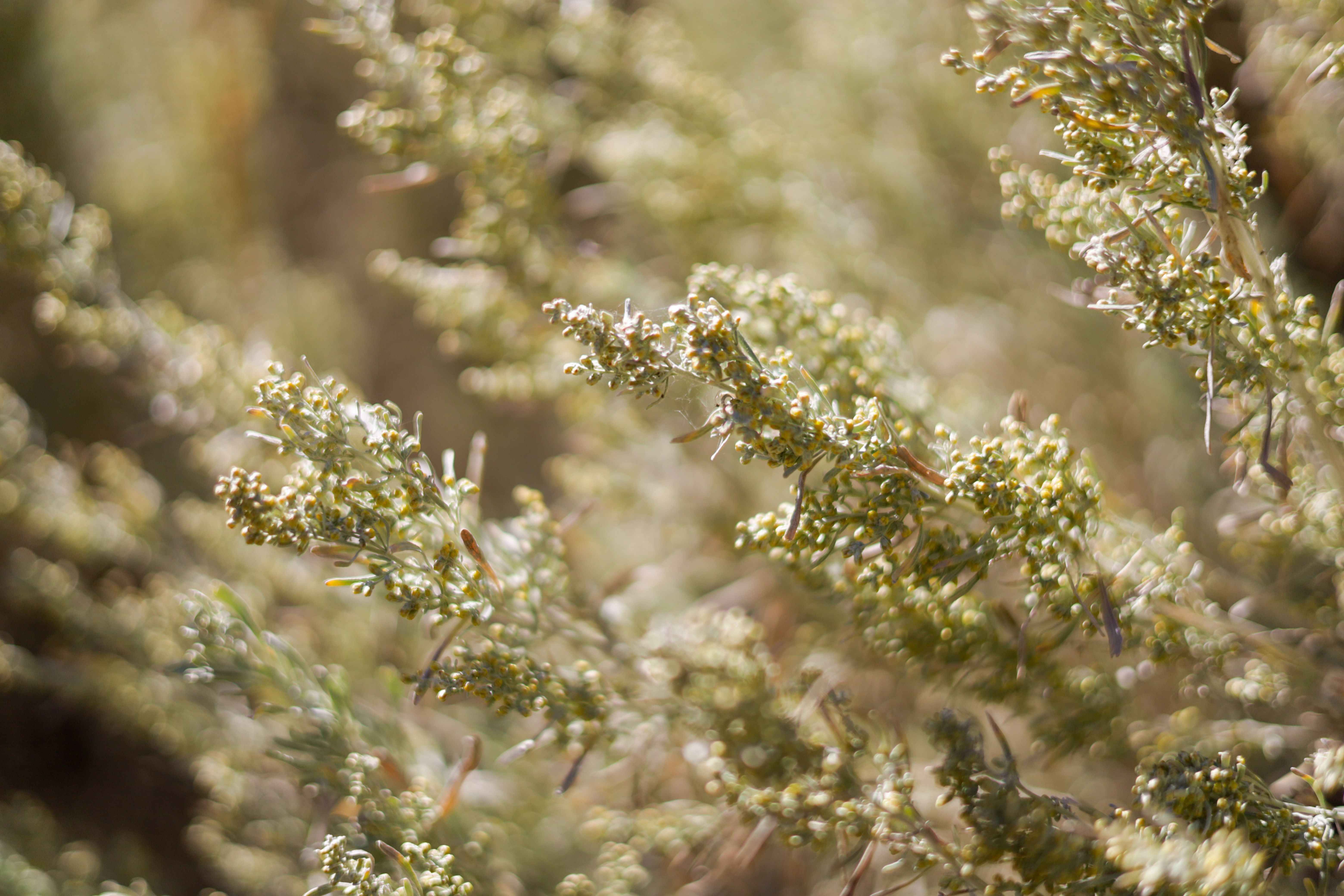 Close-up of Green Sagebrush in Sunlight · Free Stock Photo