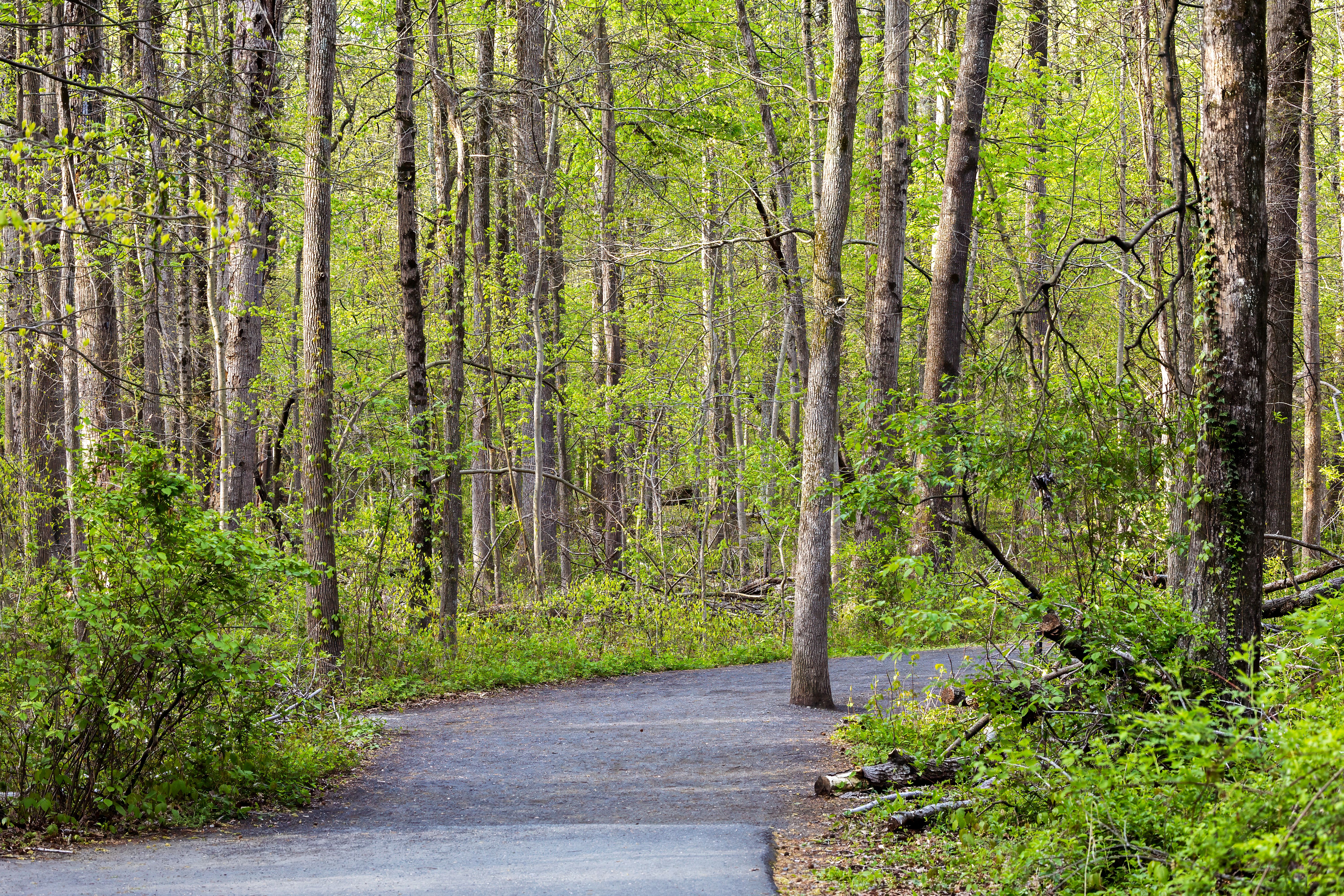 Pathway Walking Photos, Download The BEST Free Pathway Walking Stock ...