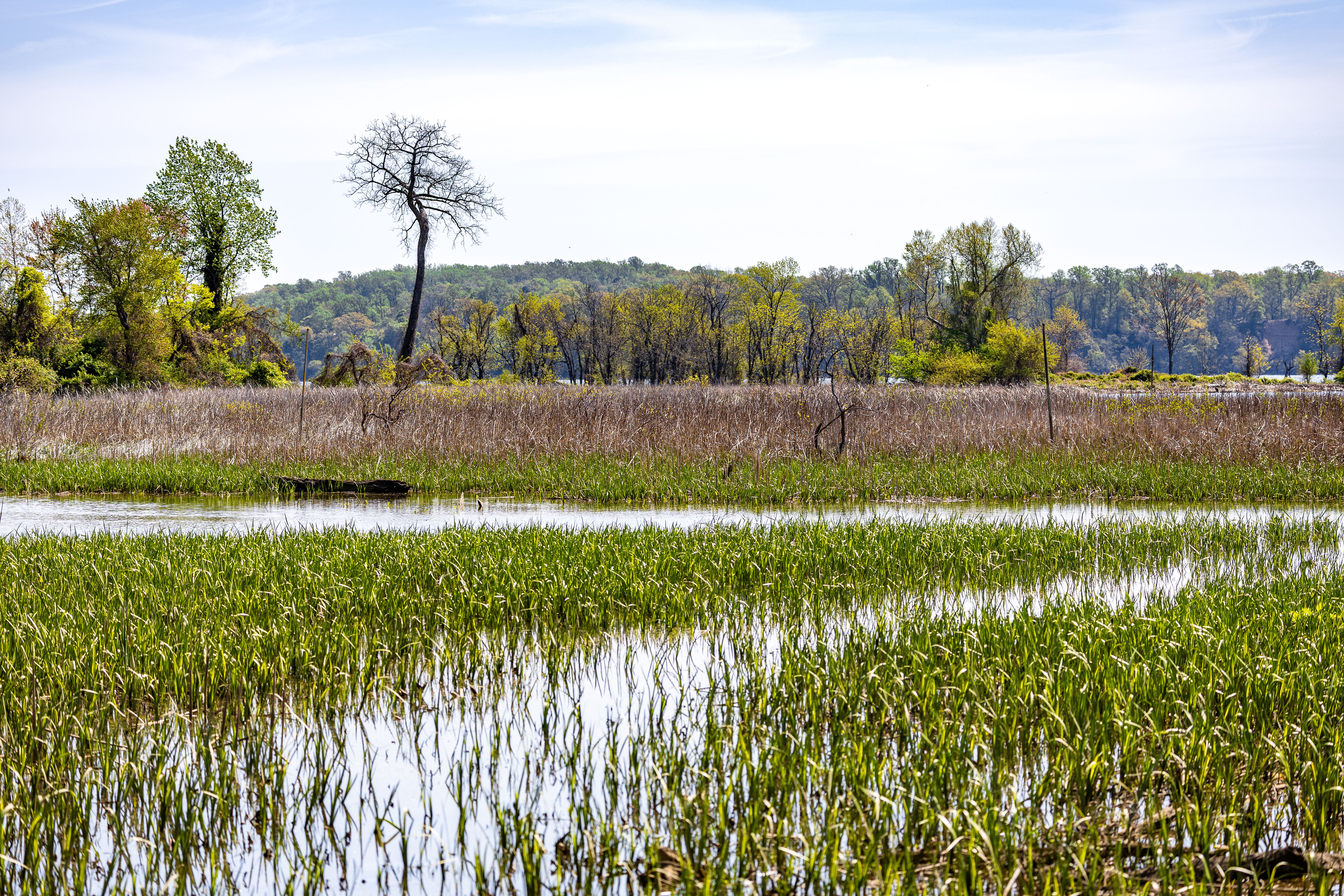 Marsh Photos, Download The BEST Free Marsh Stock Photos & HD Images