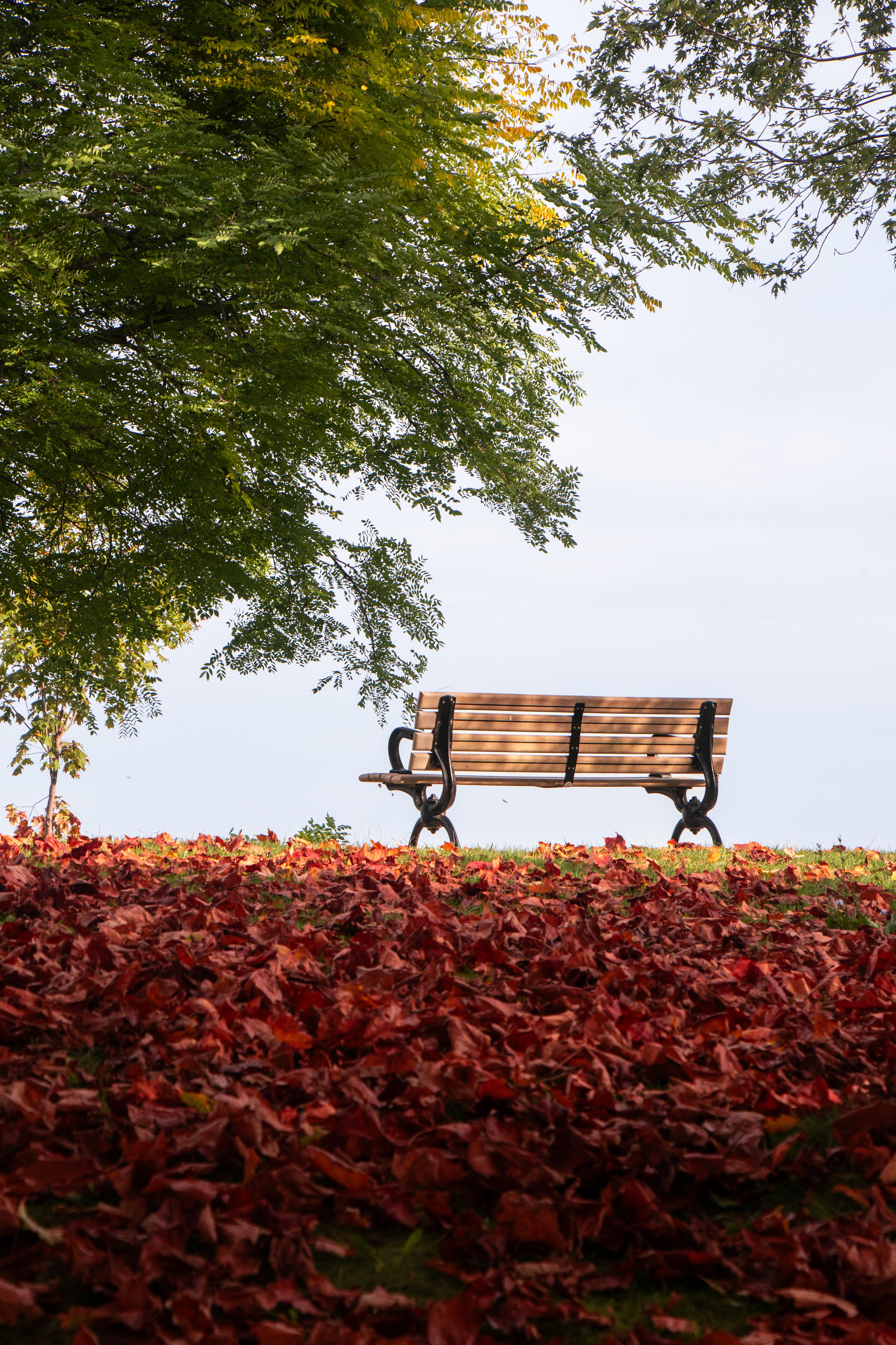 Tranquil Autumn Scene with Bench in Toronto Park · Free Stock Photo