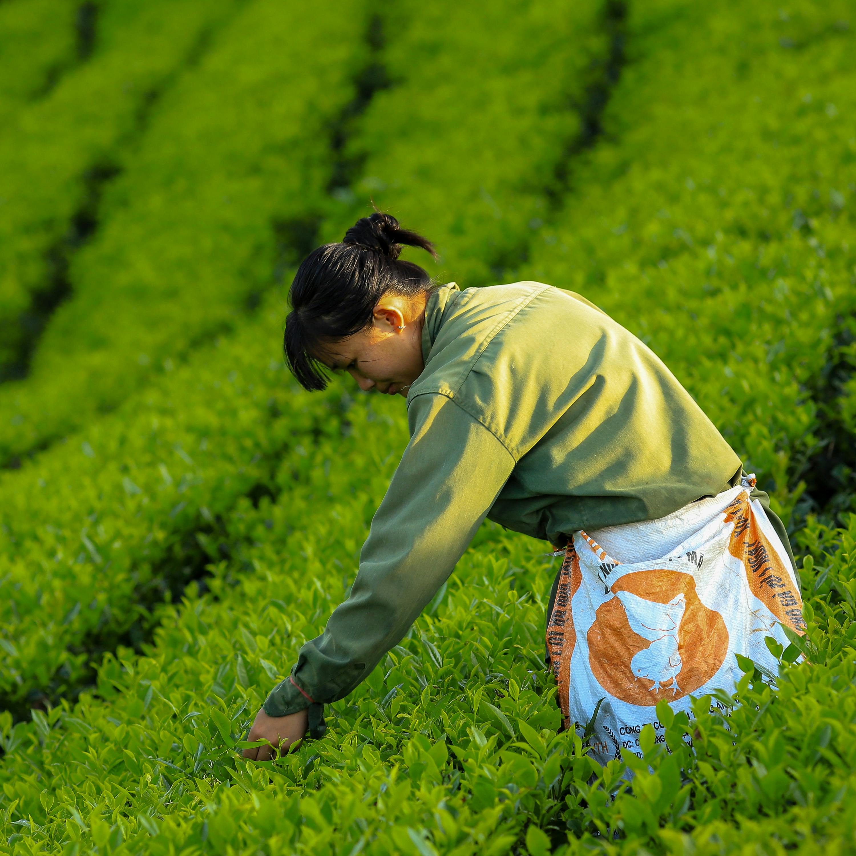 Full+Bush+Women Photos, Download The BEST Free Full+Bush+Women Stock ...