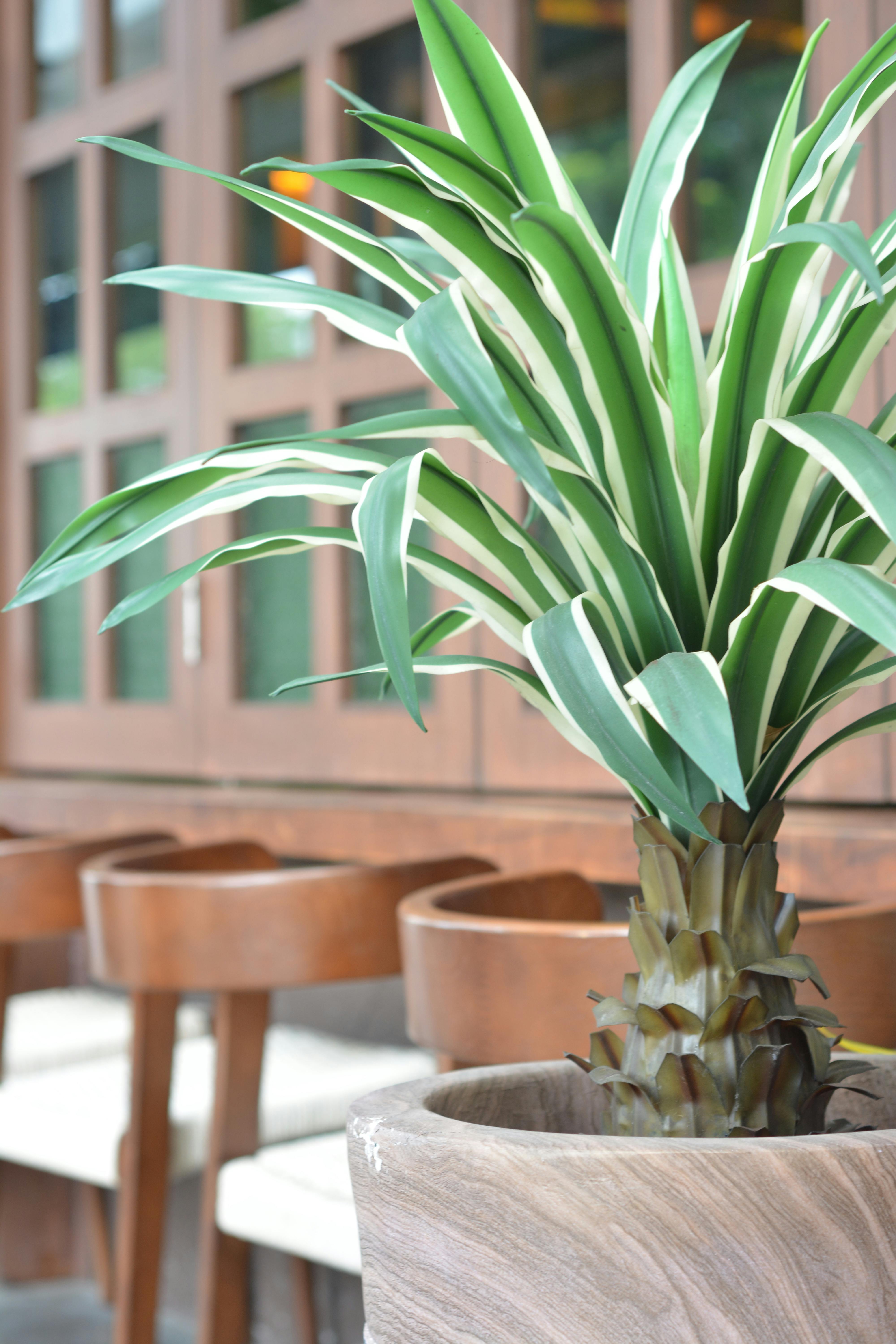 Spider+Solitaire+Brown+Background Photos, Download The BEST Free Spider ...