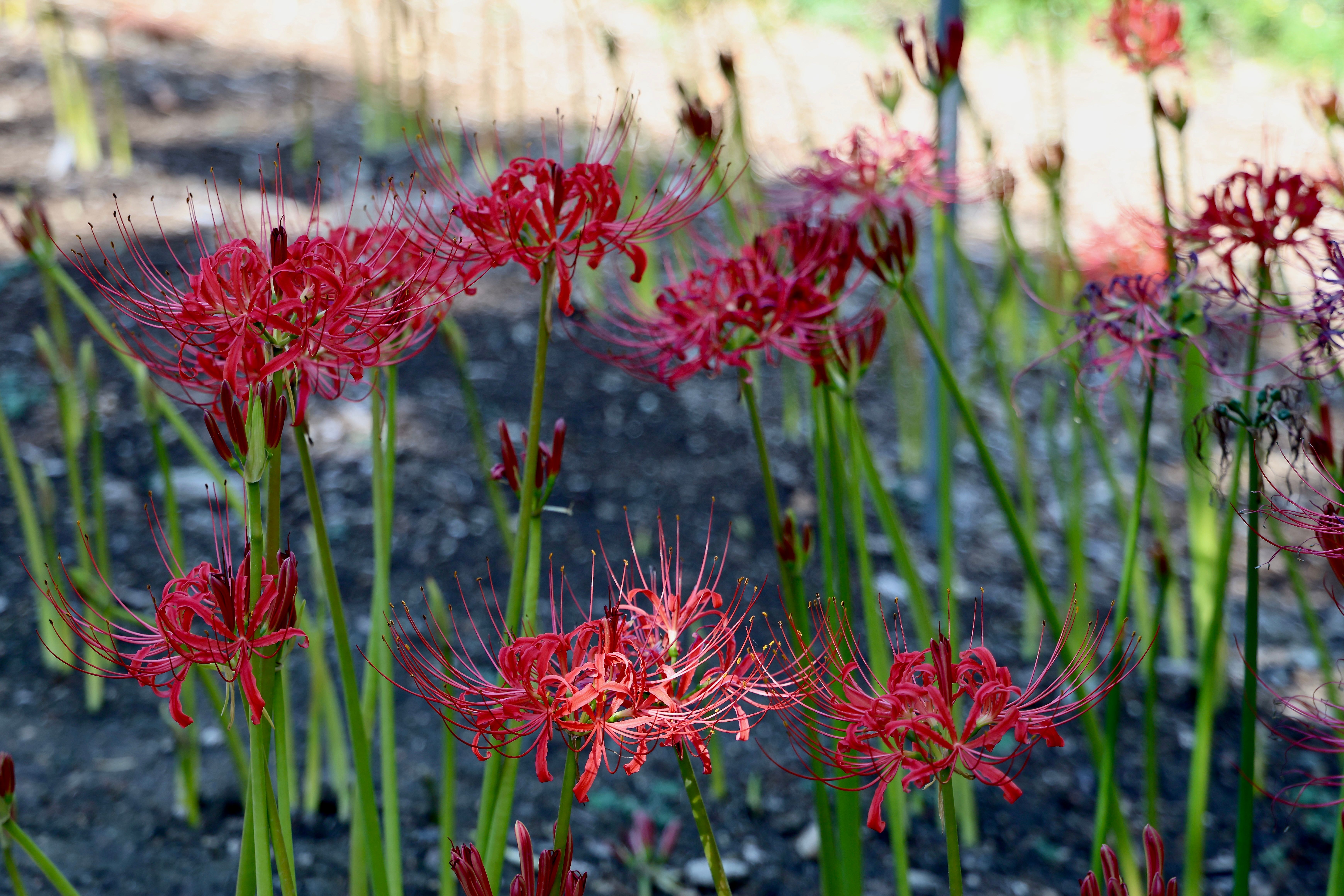 Red Spider Lilies in San Marino Garden · Free Stock Photo