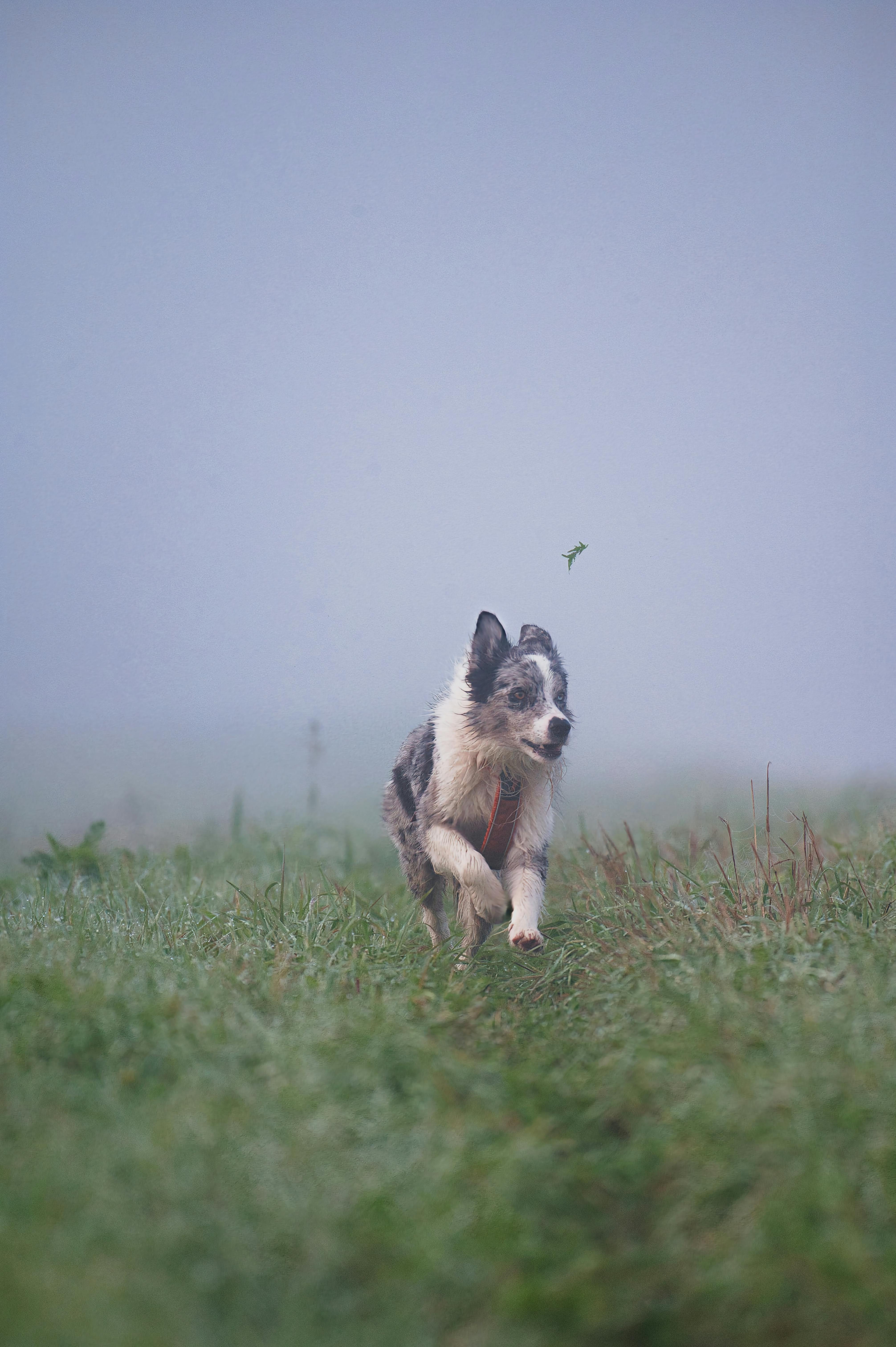 Spider+Solitaire+Brown+Background Photos, Download The BEST Free Spider ...