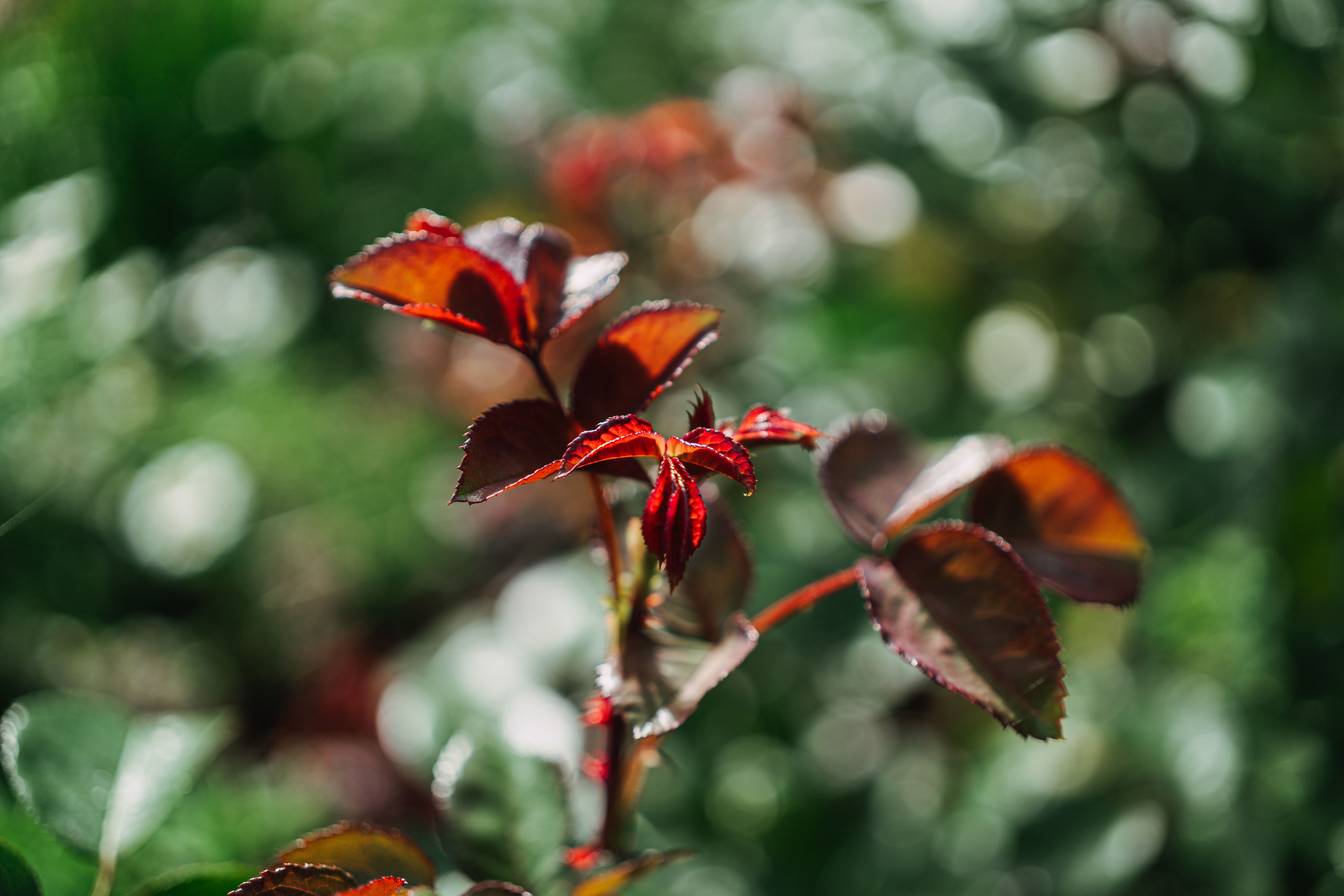 Close-Up of Vibrant Rose Foliage in Garden · Free Stock Photo