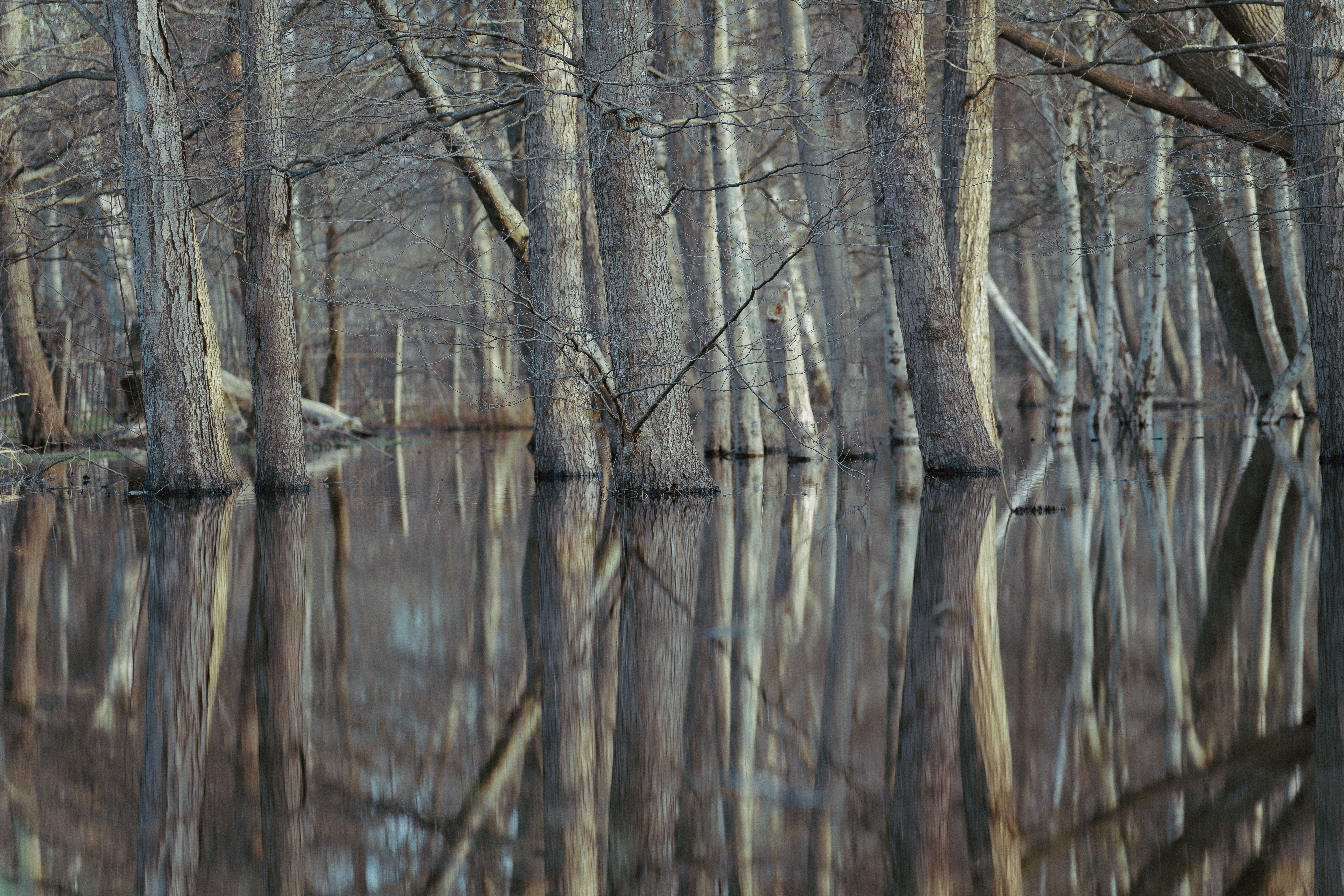 Serene Reflection of Trees in a Woodland Swamp · Free Stock Photo