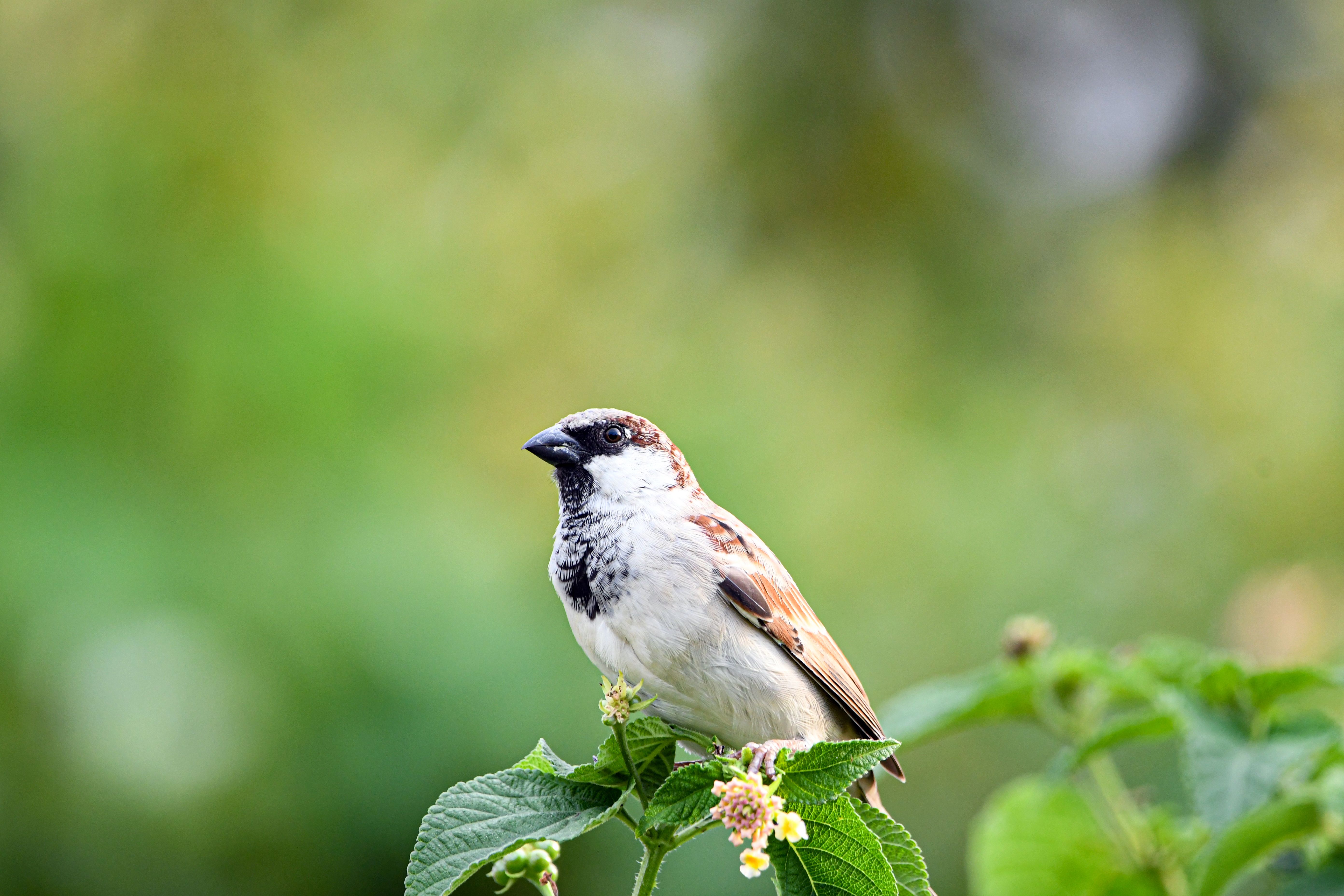 Sparrow Perched on Green Foliage Outdoors · Free Stock Photo