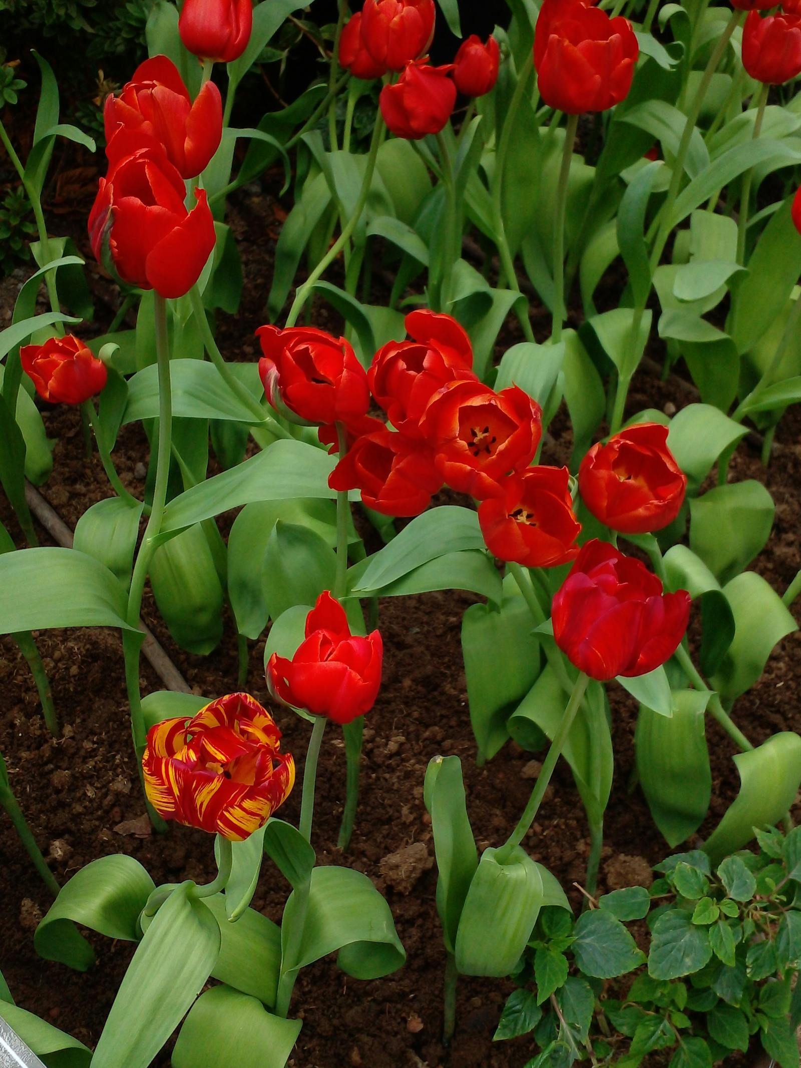 Tulip Background Photos, Download The BEST Free Tulip Background Stock ...