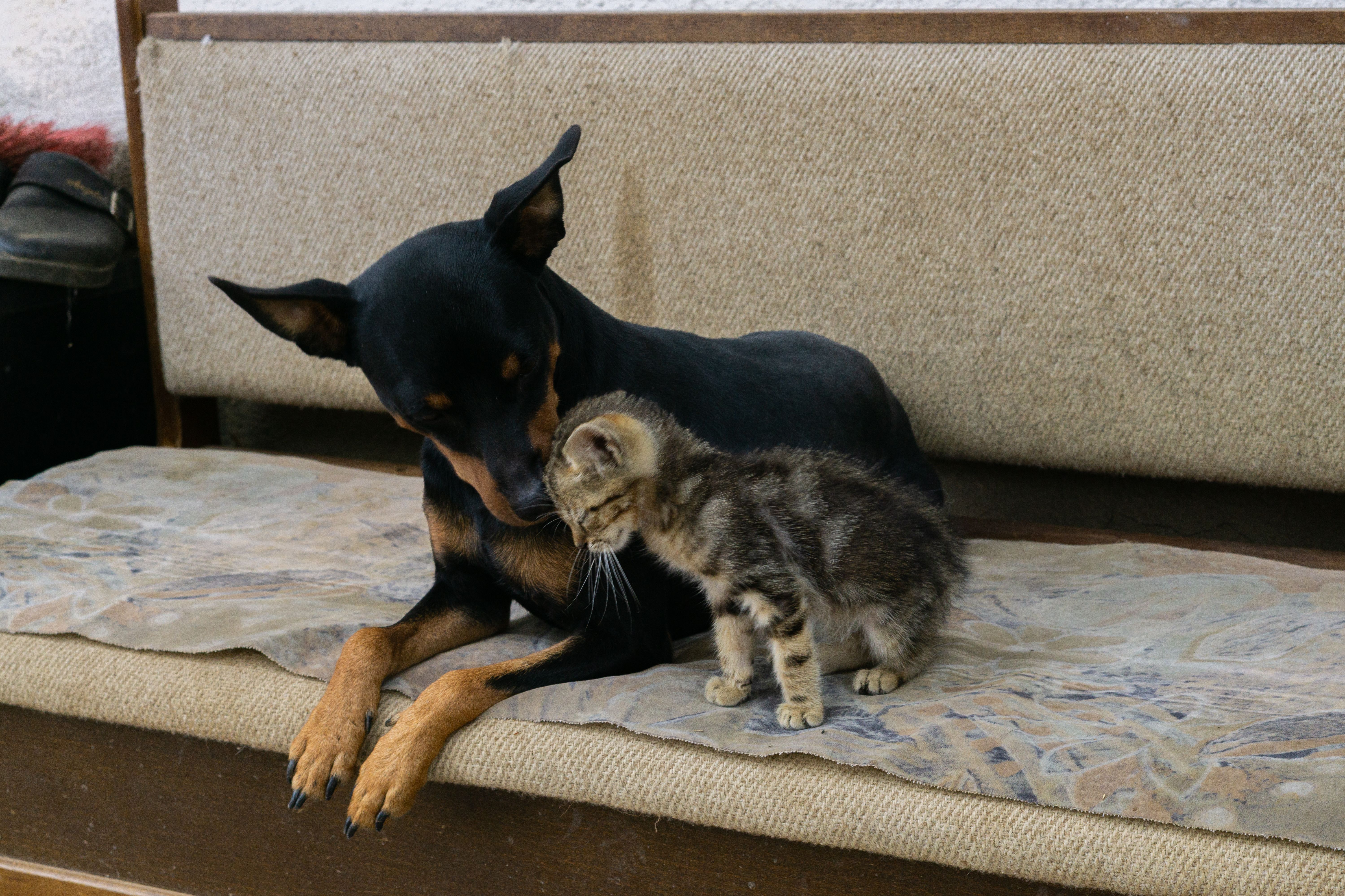Adorable Kitten and Dog Interaction on Sofa · Free Stock Photo