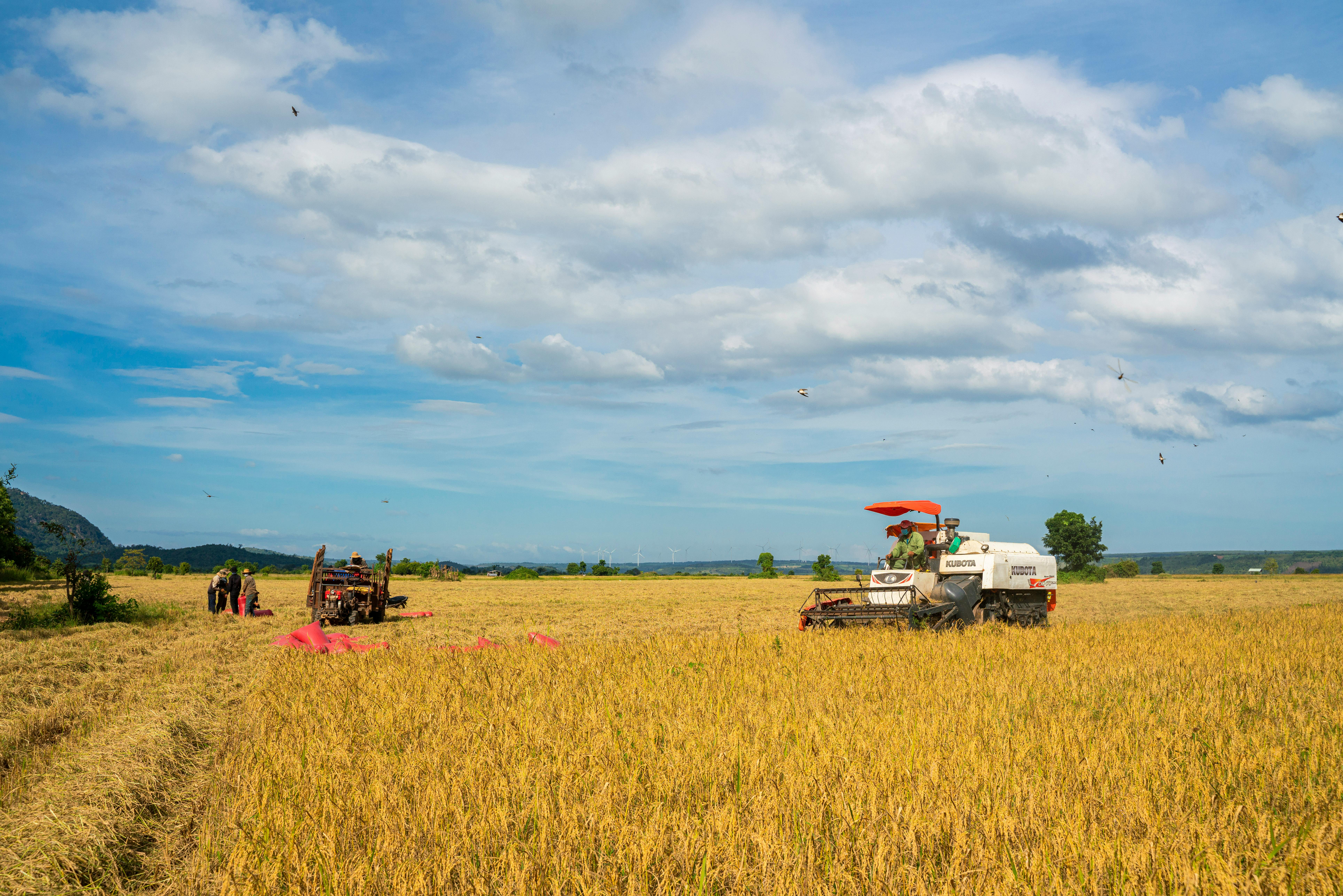 Birds In Sky Photos, Download The BEST Free Birds In Sky Stock Photos ...