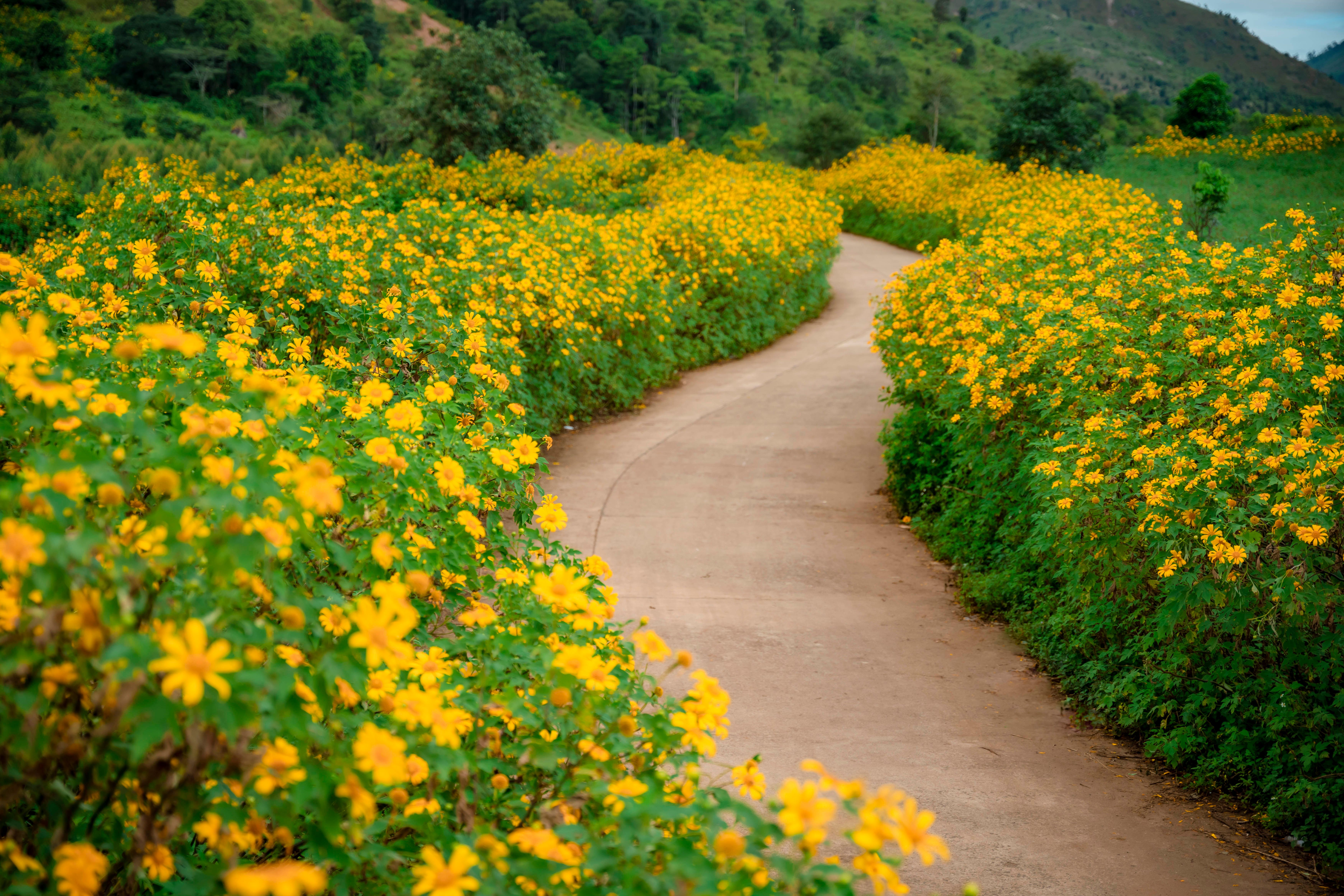 Scenic Pathway Through Vibrant Wildflower Meadow · Free Stock Photo