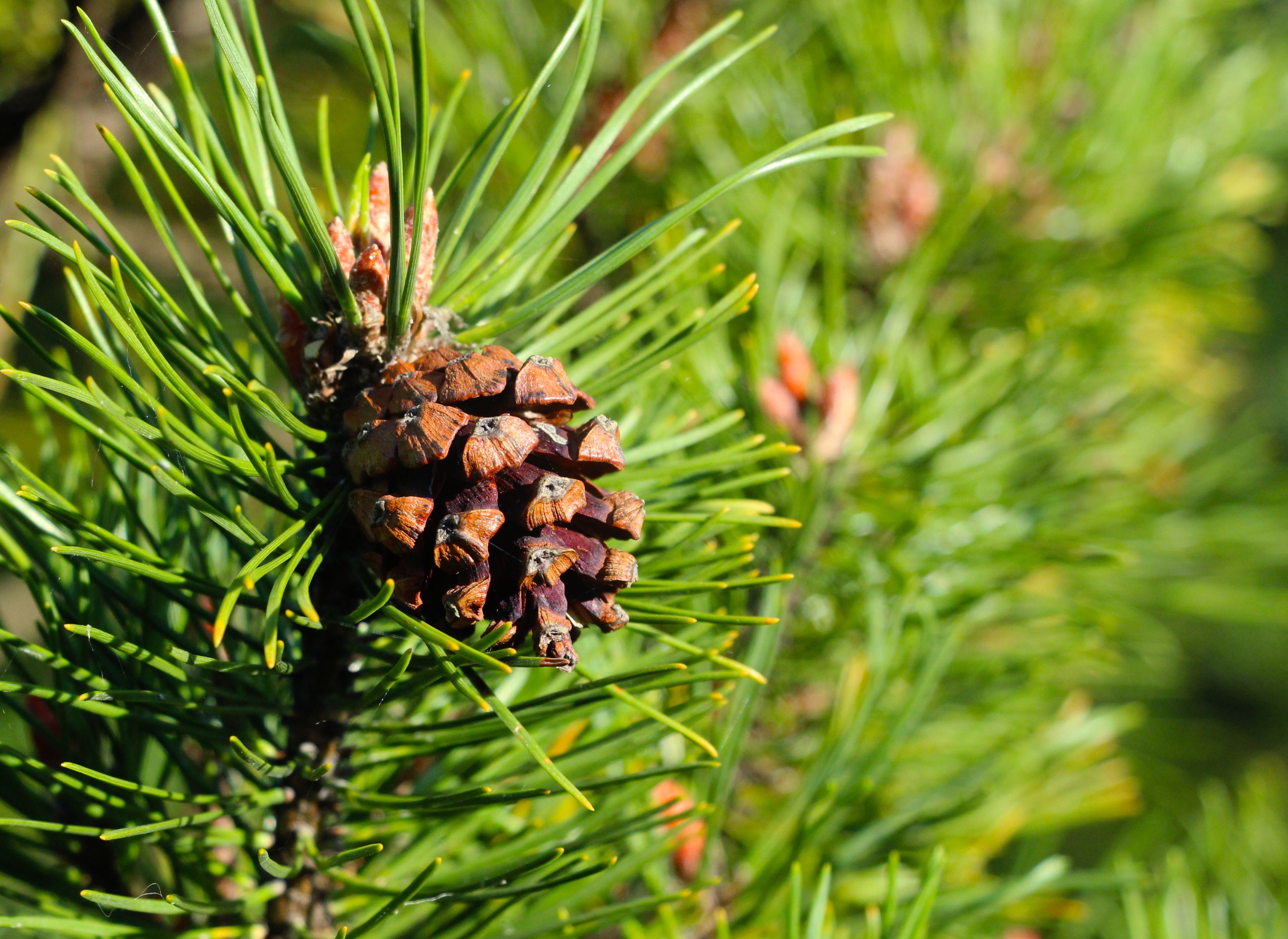 Close-up of Pine Cone on Evergreen Tree Branch · Free Stock Photo