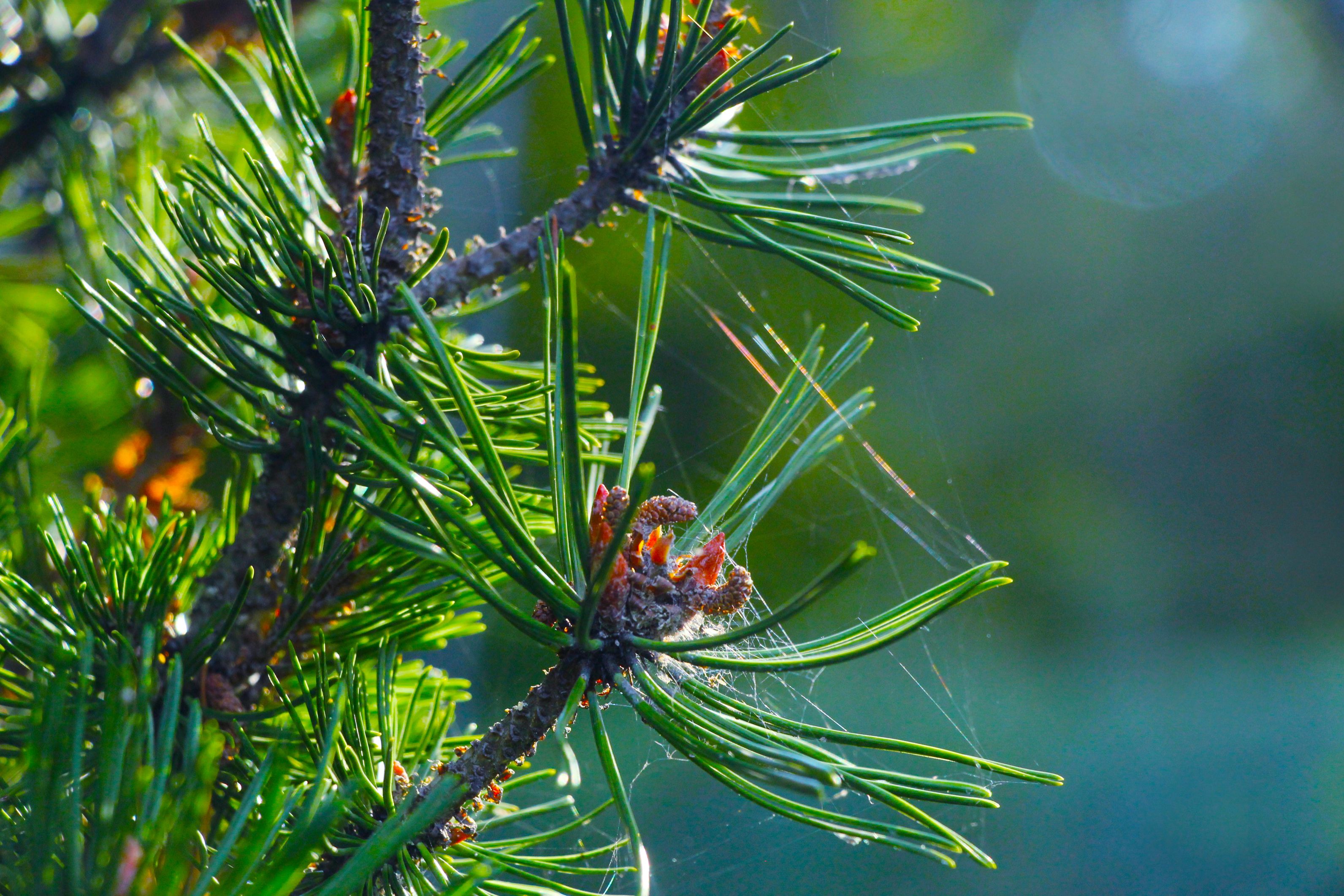Close-Up of Pine Tree Needles with Spider Webs · Free Stock Photo