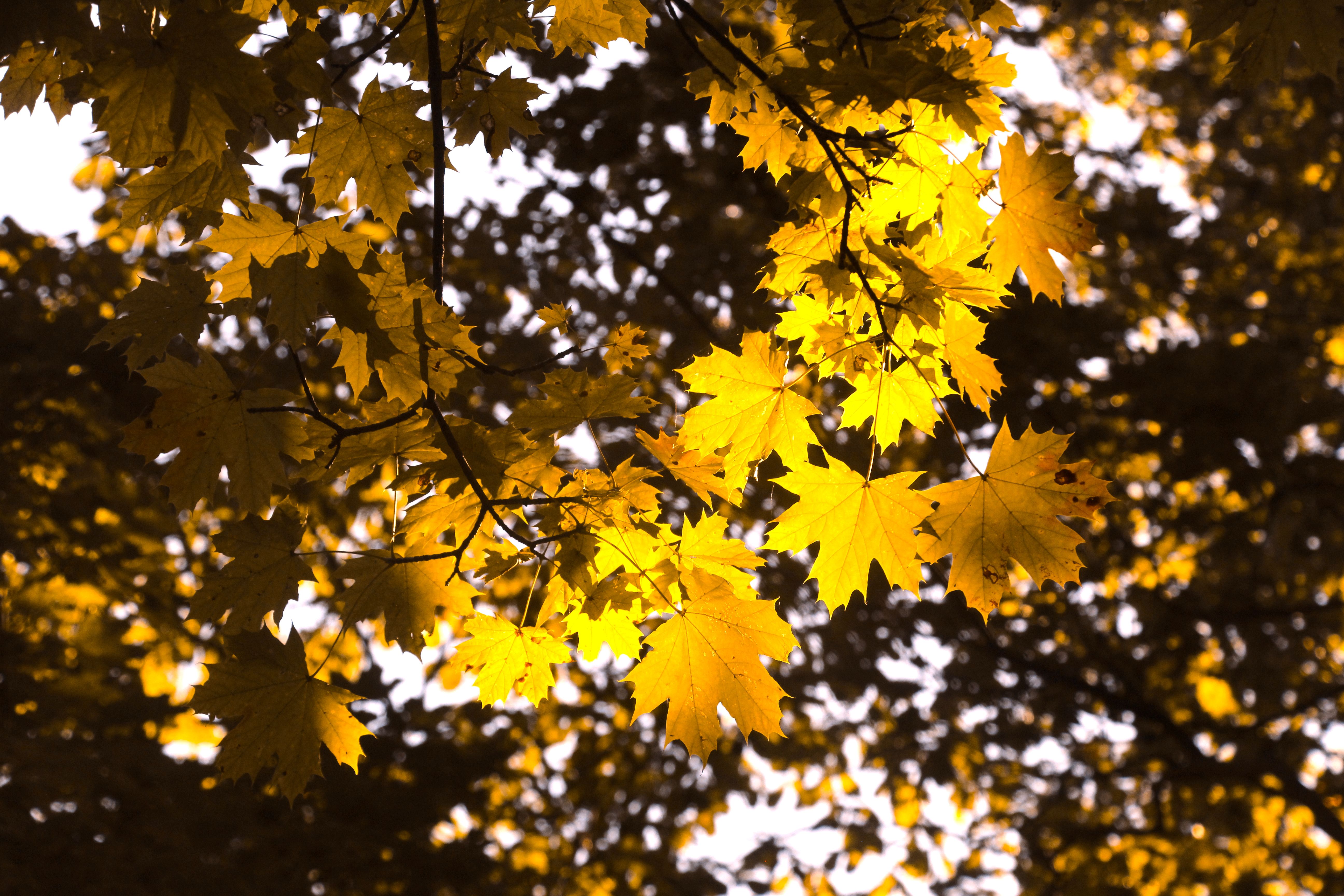 Golden Autumn Maple Leaves in Backlit Scene · Free Stock Photo