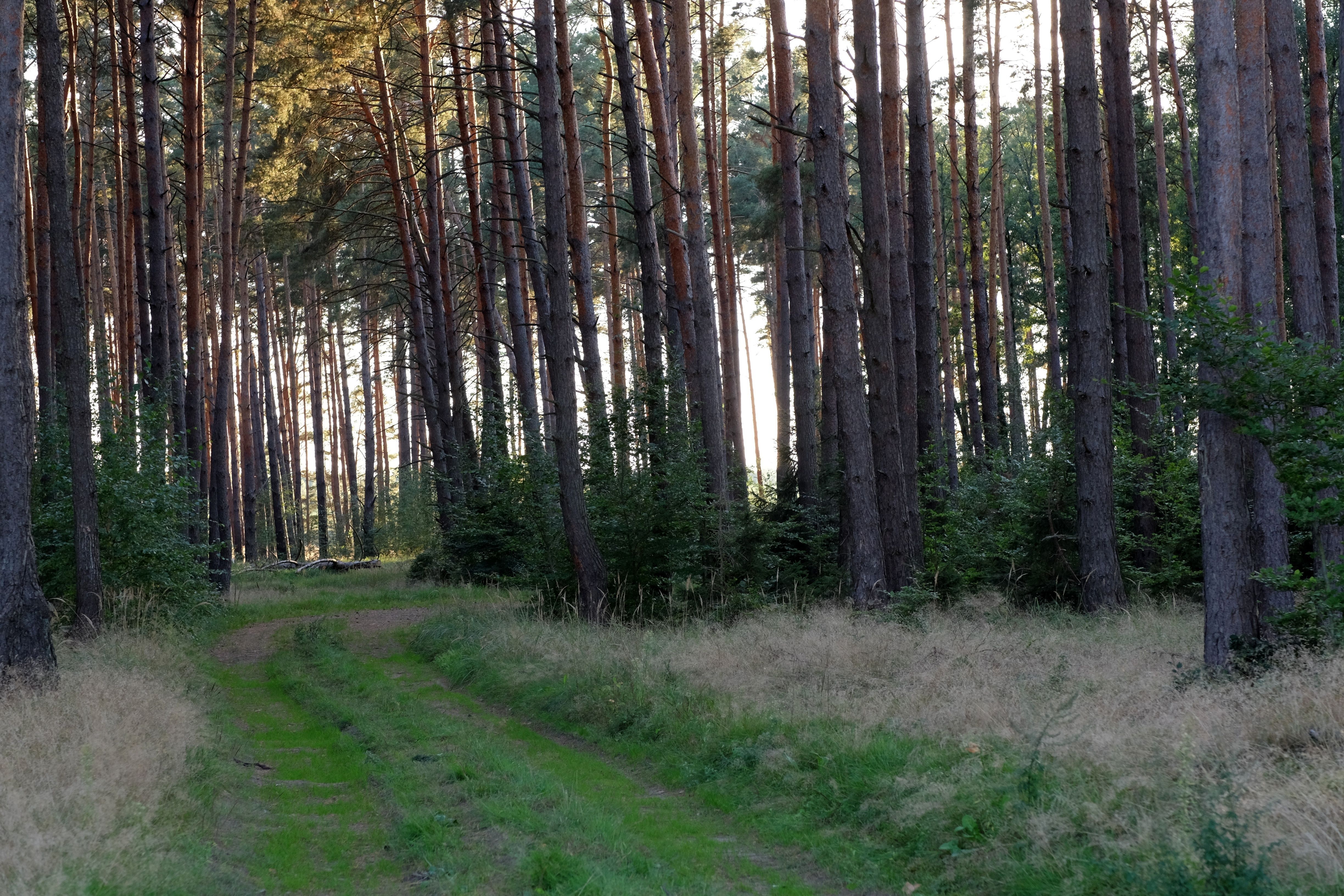 Tranquil Forest Path with Tall Pine Trees · Free Stock Photo