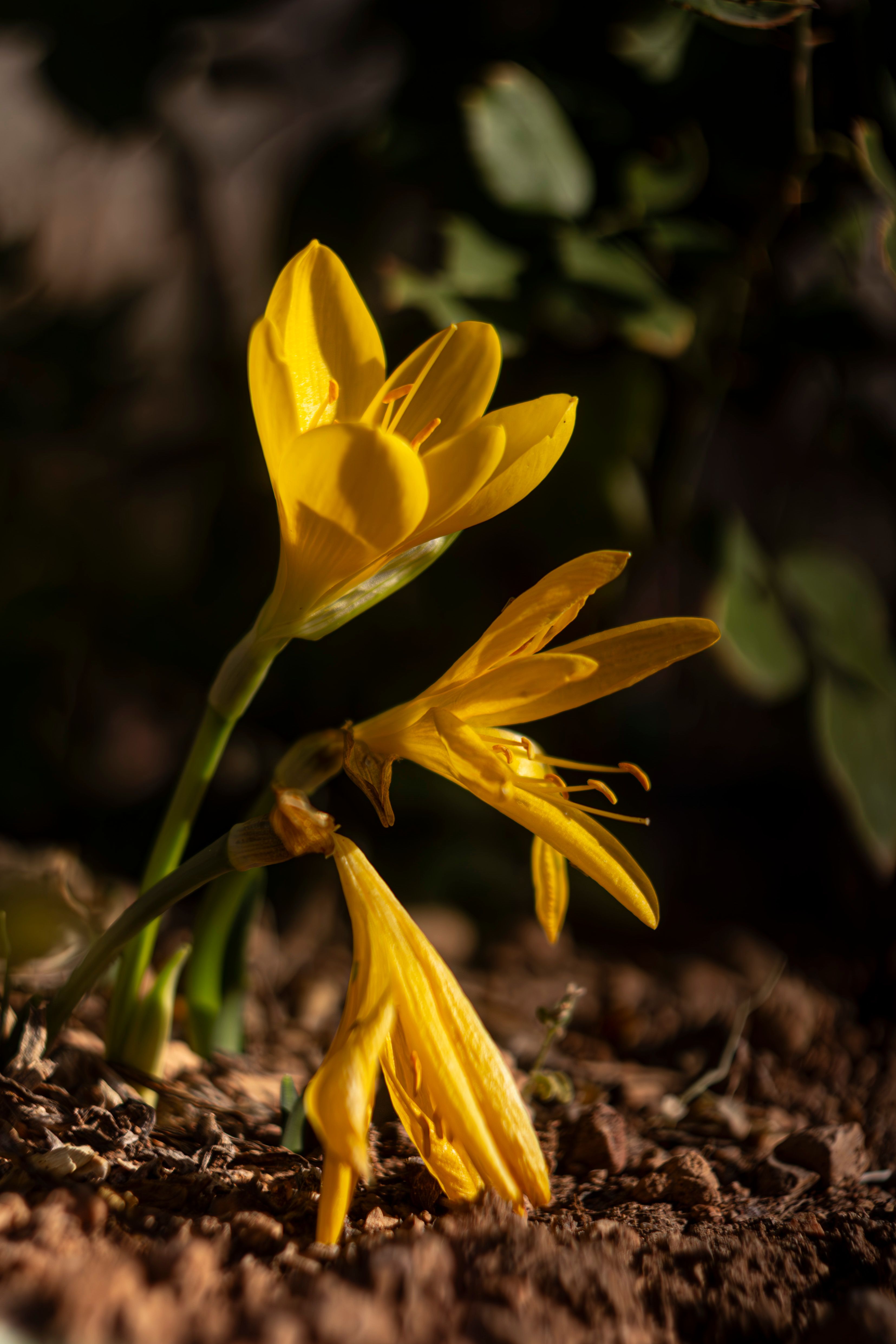 Vibrant Yellow Autumn Crocus Blooms in Türkiye · Free Stock Photo