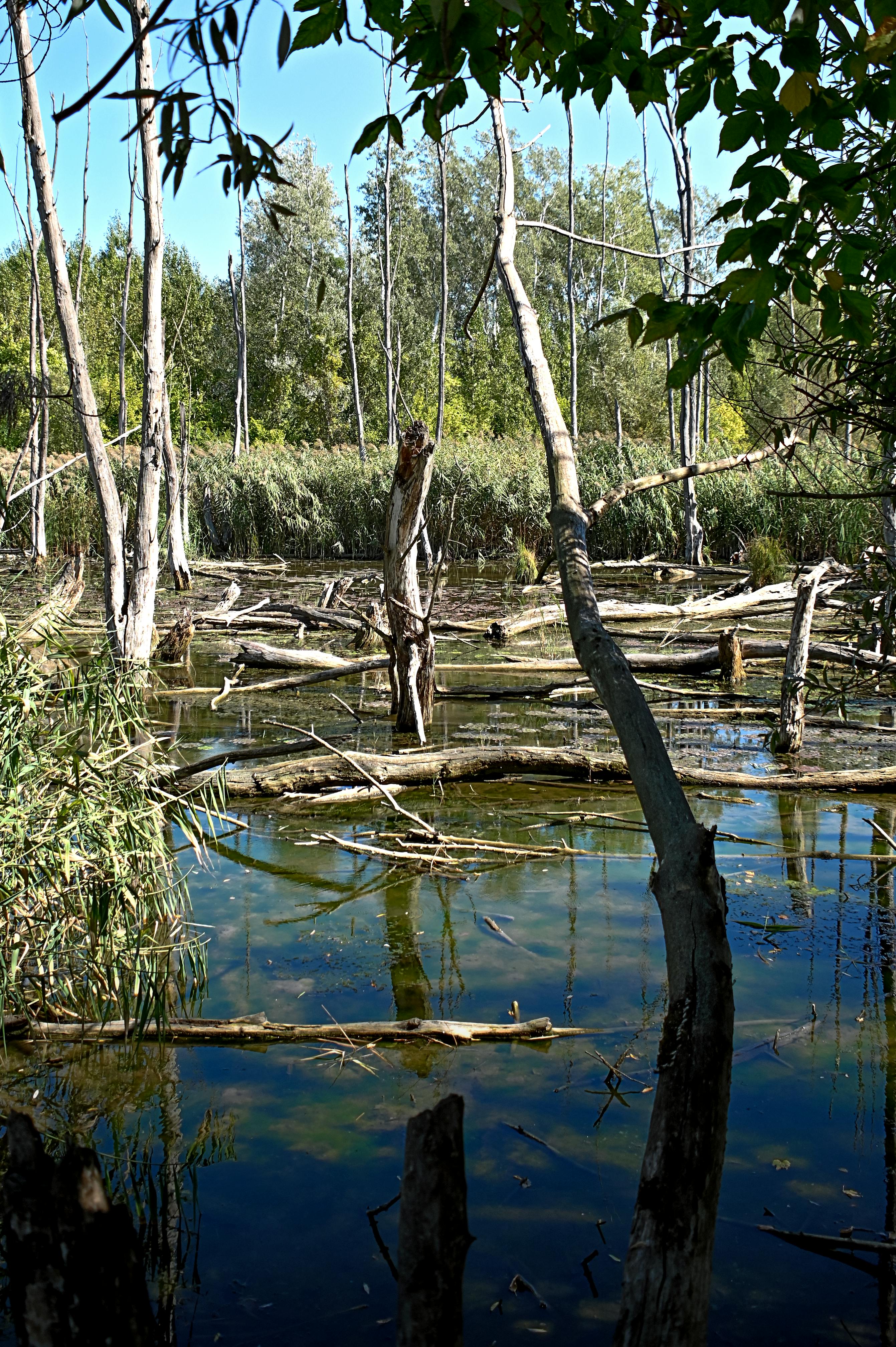 Nature Tree Photos, Download The BEST Free Nature Tree Stock Photos ...