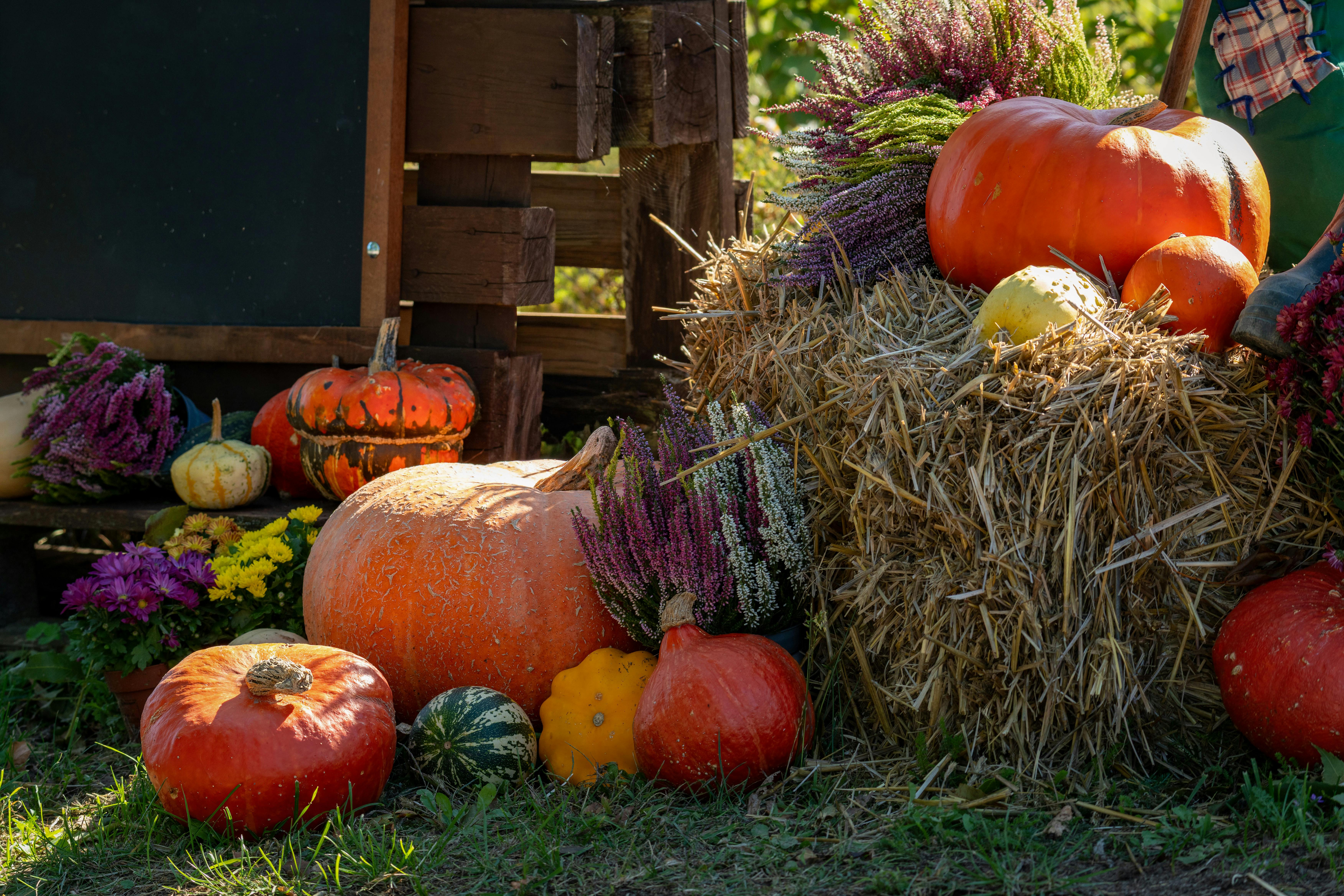 Fall Farm Photos, Download The BEST Free Fall Farm Stock Photos & HD Images