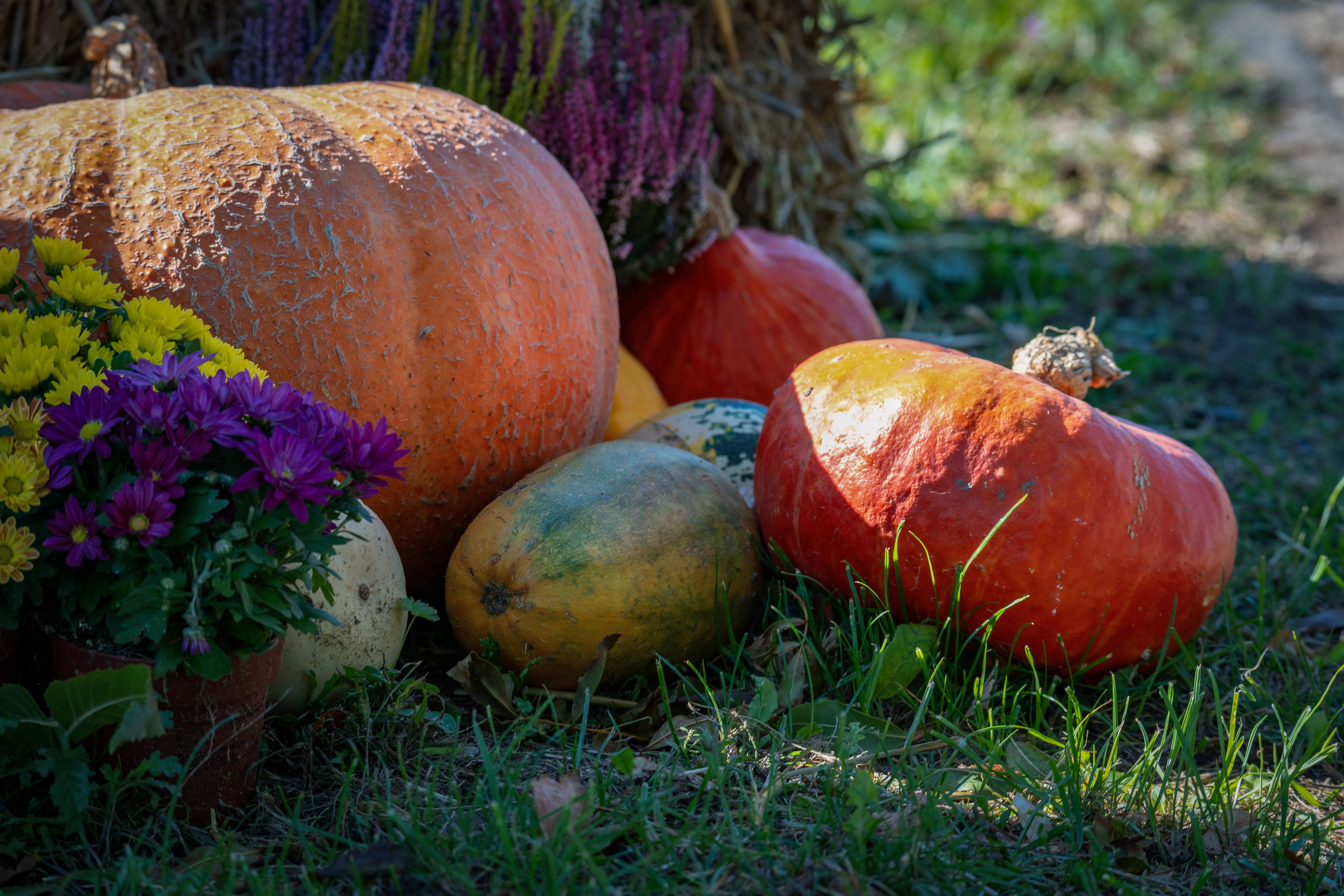 Vibrant Autumn Harvest Display with Pumpkins · Free Stock Photo