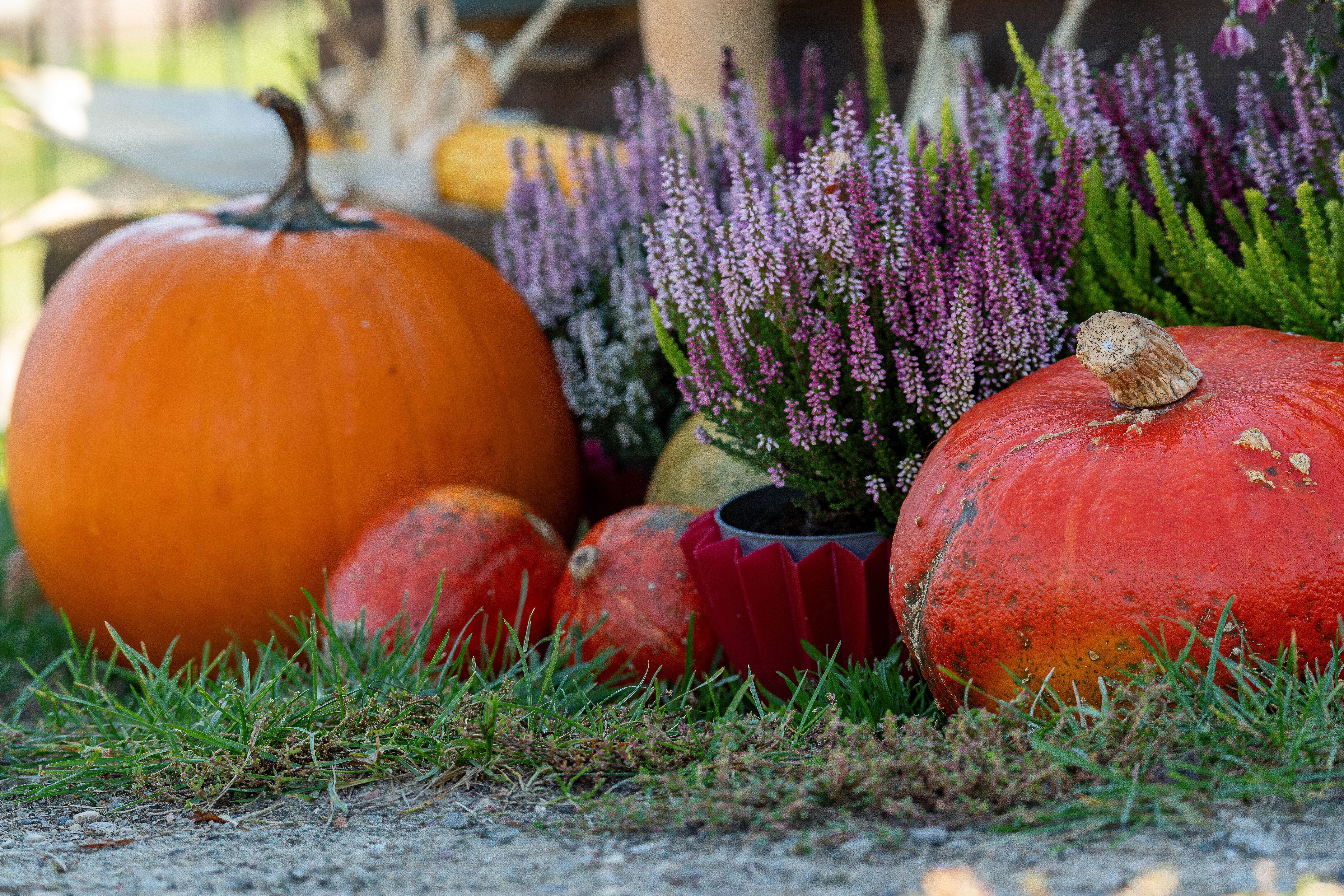 Autumn Harvest Display with Pumpkins and Flowers · Free Stock Photo