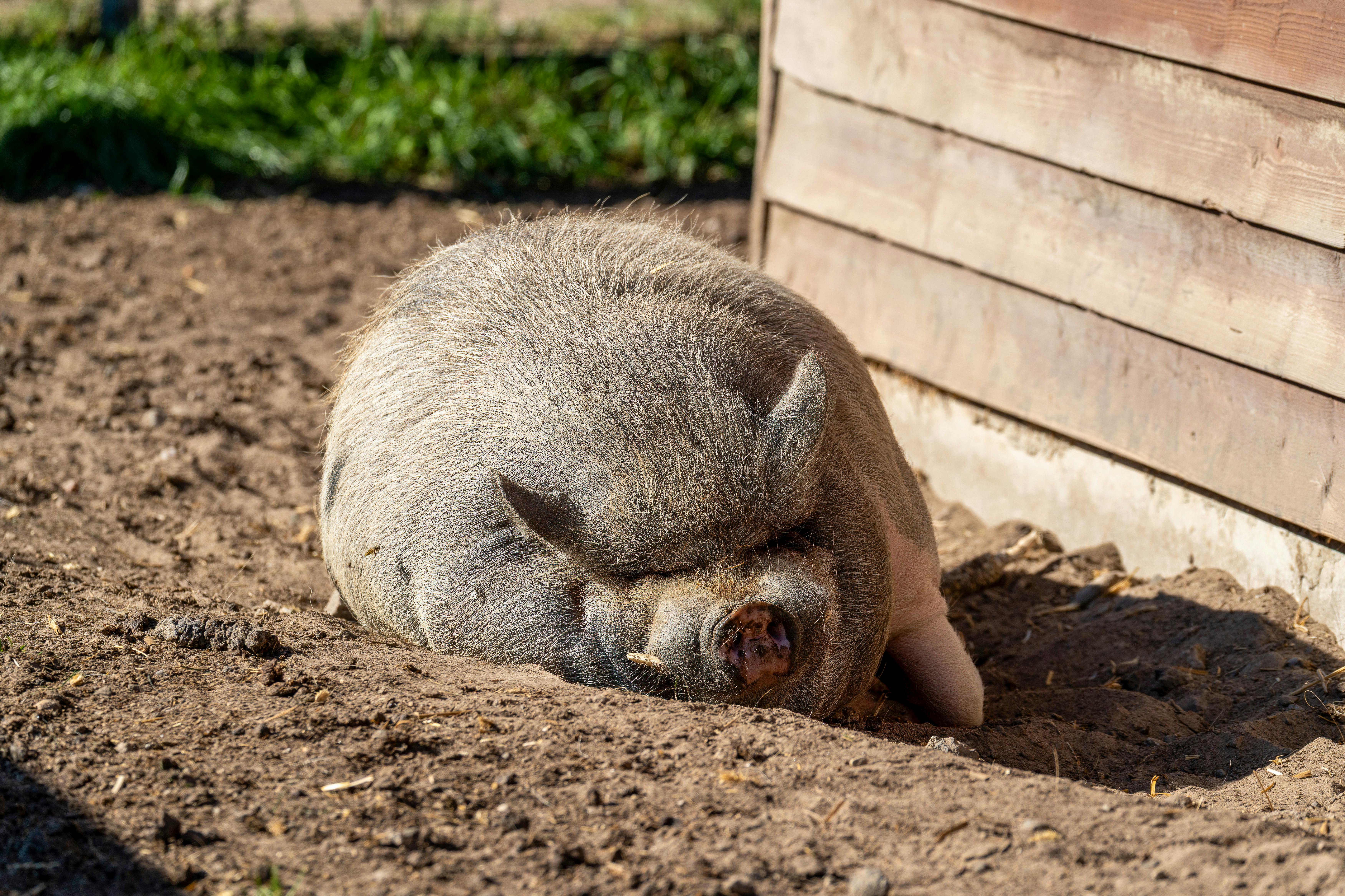 Piglet Photos, Download The BEST Free Piglet Stock Photos & HD Images