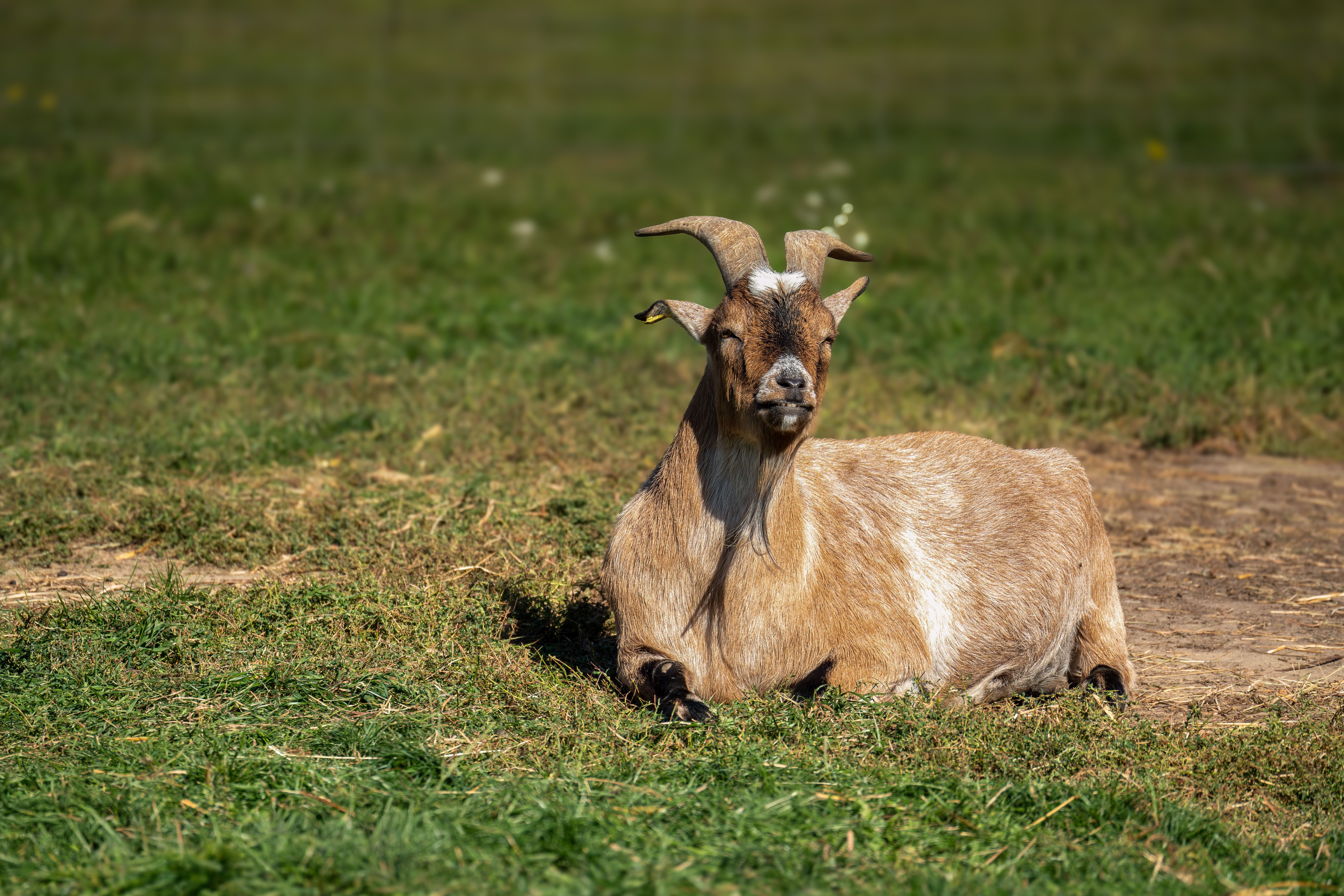 Cute Goat Photos, Download The BEST Free Cute Goat Stock Photos & HD Images
