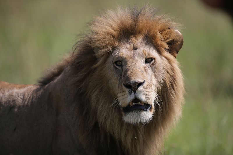 Lion Face Photos, Download The BEST Free Lion Face Stock Photos & HD Images