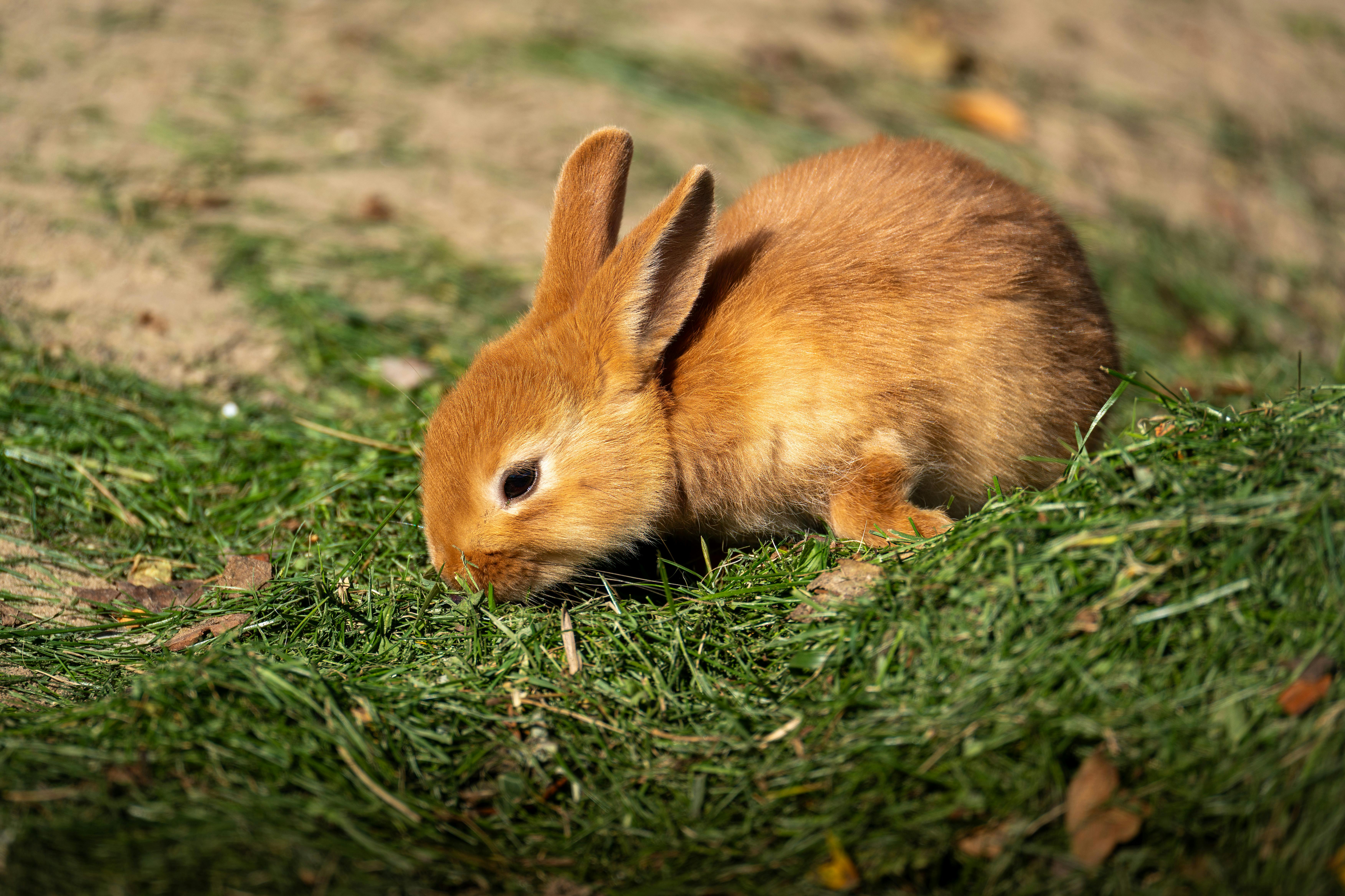 Rabbits Photos, Download The BEST Free Rabbits Stock Photos & HD Images